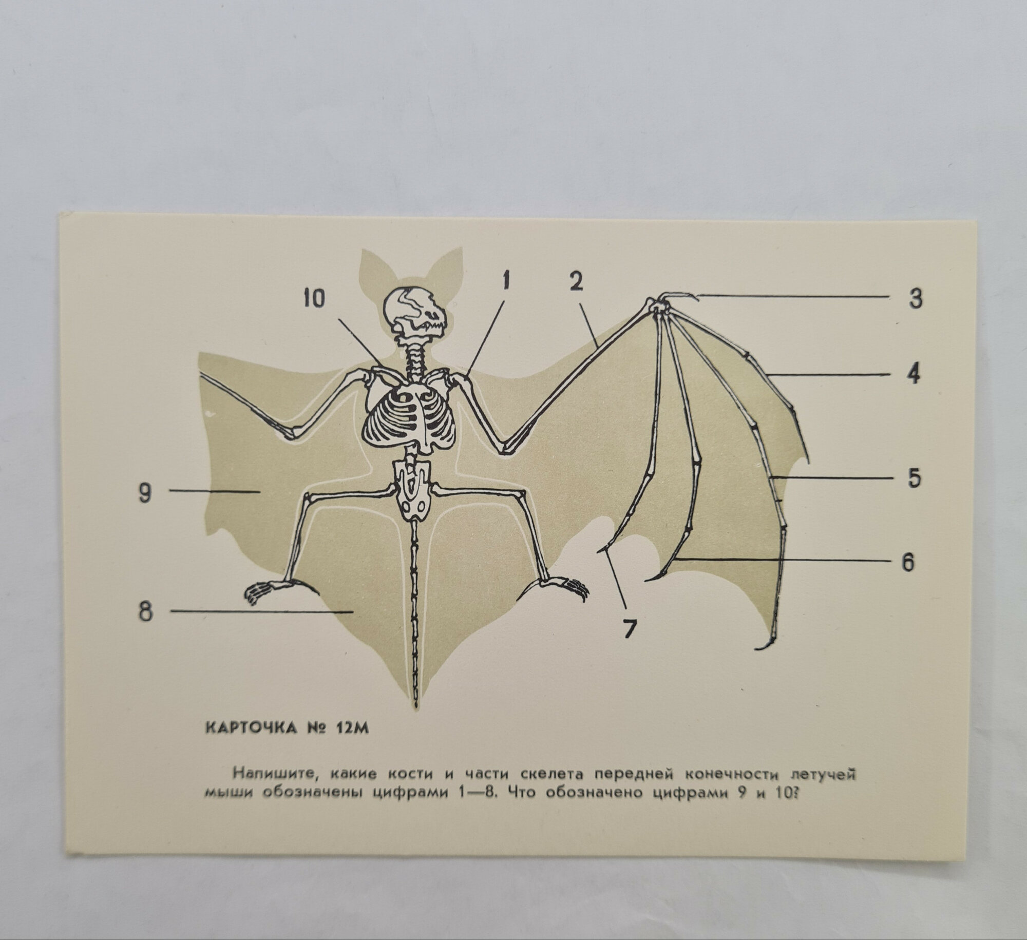 Открытка советская СССР. Зоология, схема скелета летучей мыши, учебная иллюстрация. Винтаж