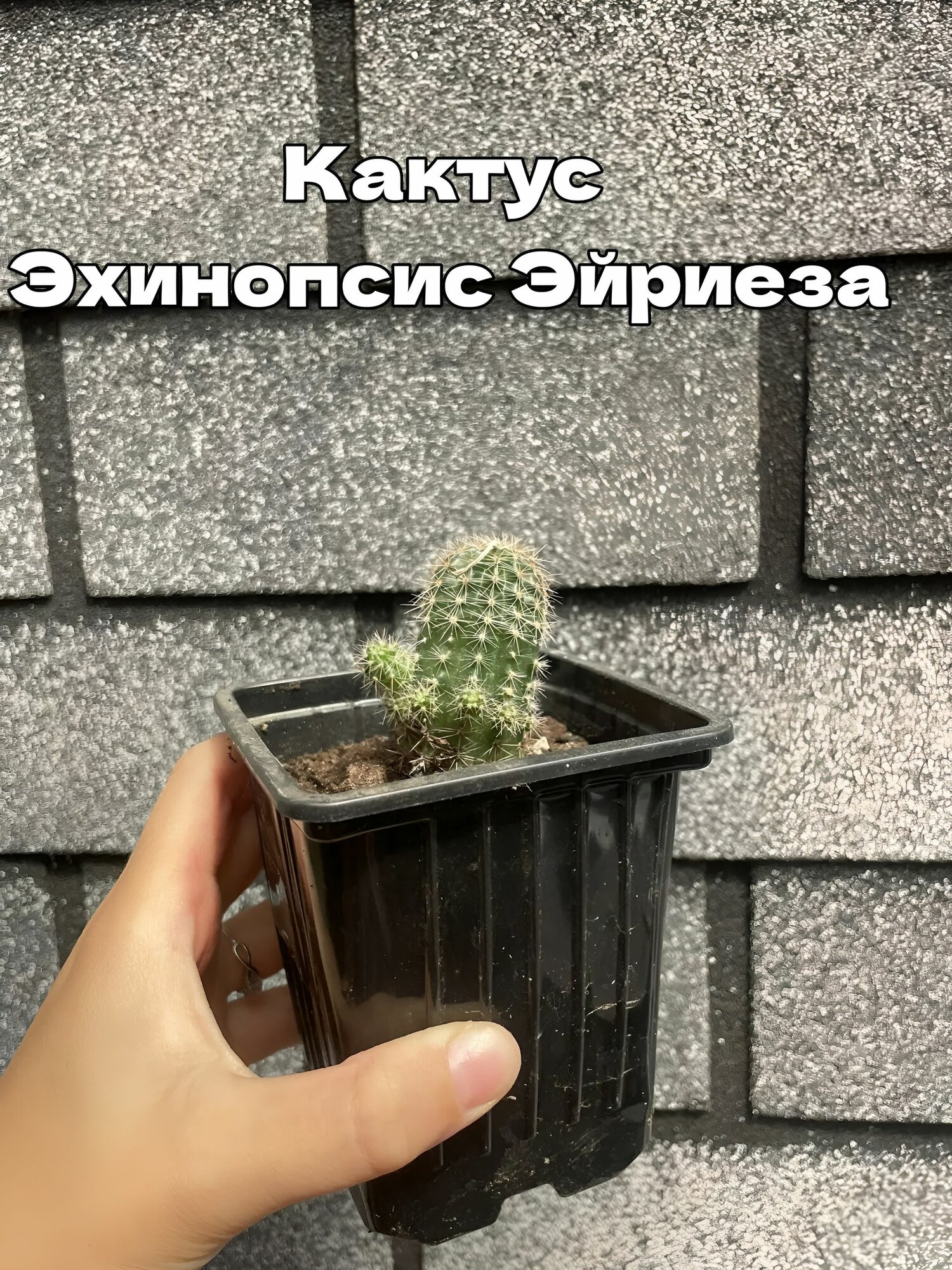 Кактус Эхинопсис Эйриеза