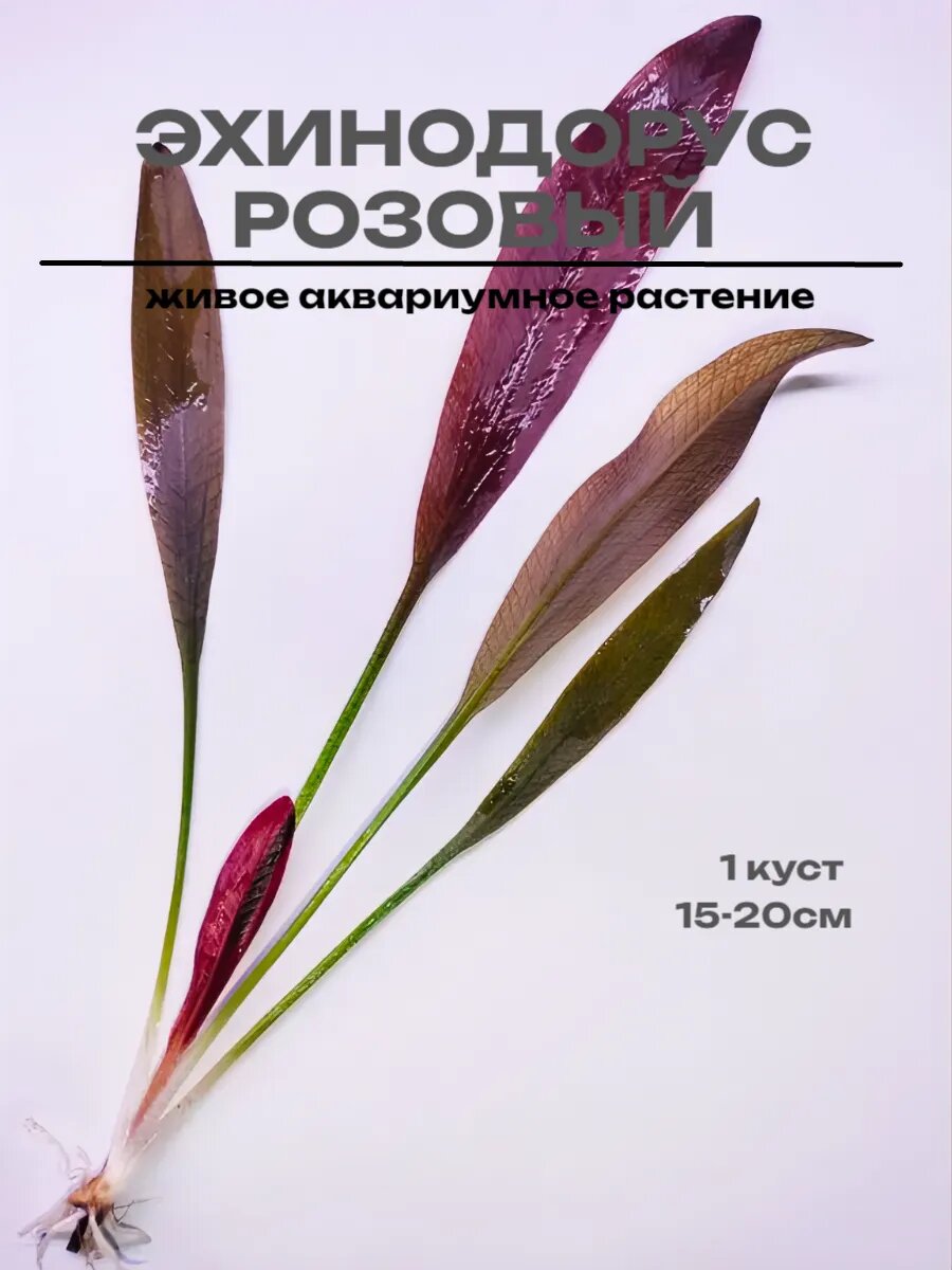 Эхинодорус Розовый, для аквариума, высота 20 см, живое растение