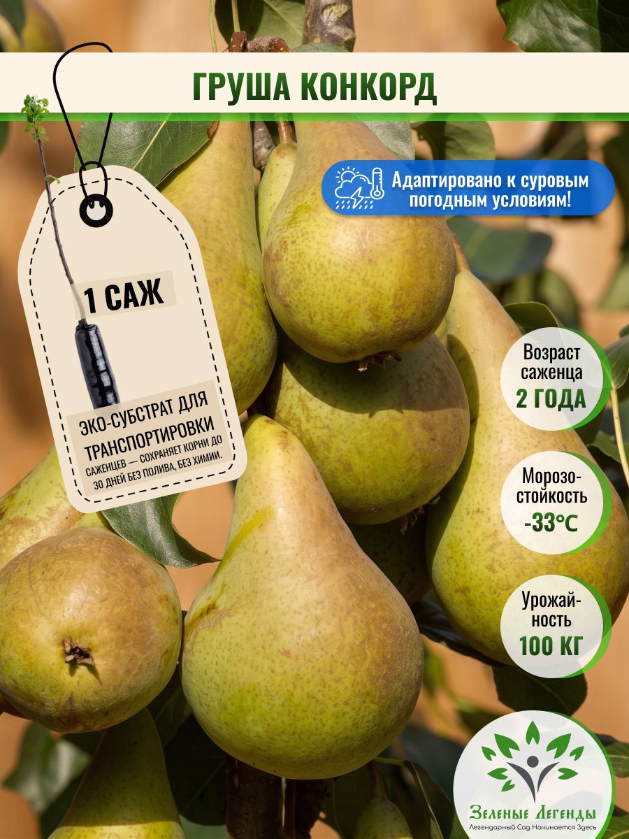 Груша саженец Конкорд