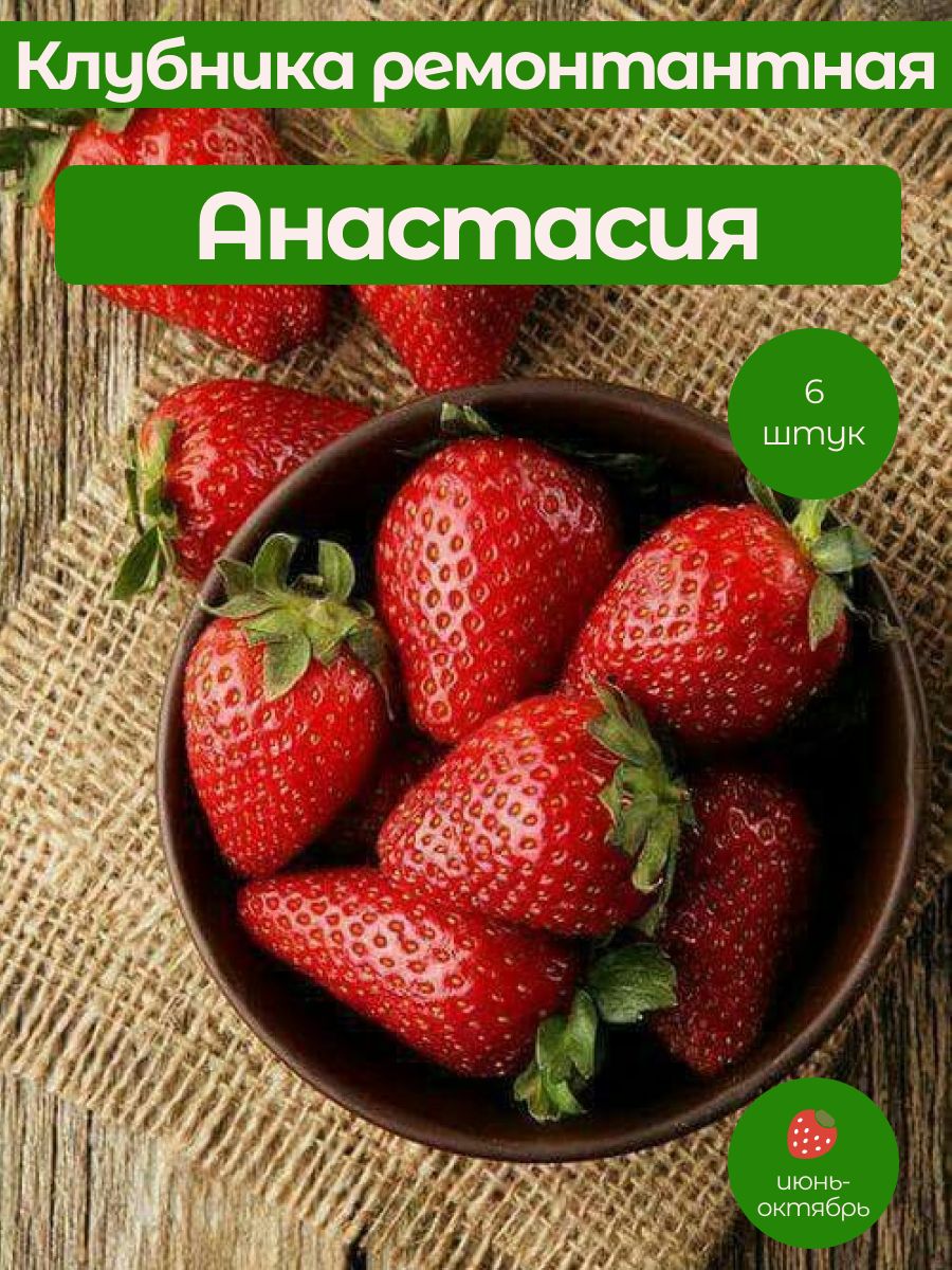 Клубника ремонтантная Анастасия 6 штук