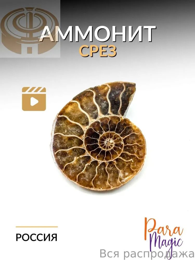 Аммонит Срез, натуральный минерал, размер: 2,5-4см.