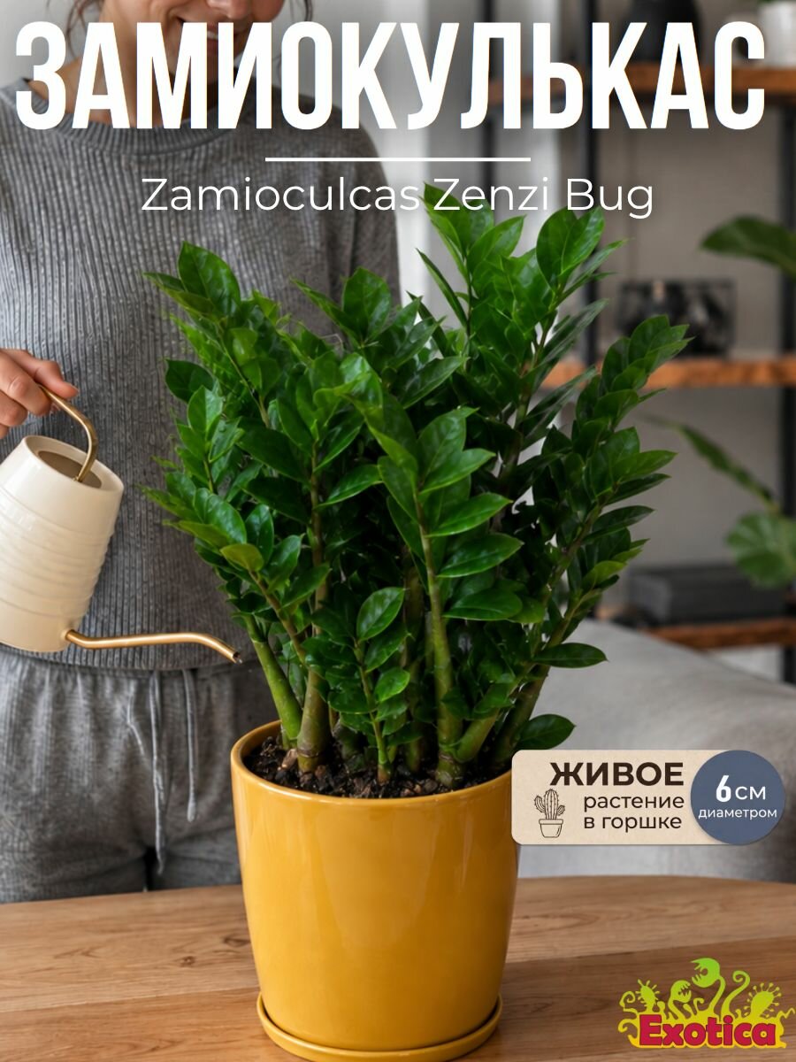 Замиокулькас Зензи Жук (Zamioculcas Zenzi Bug) D6см, долларовое дерево