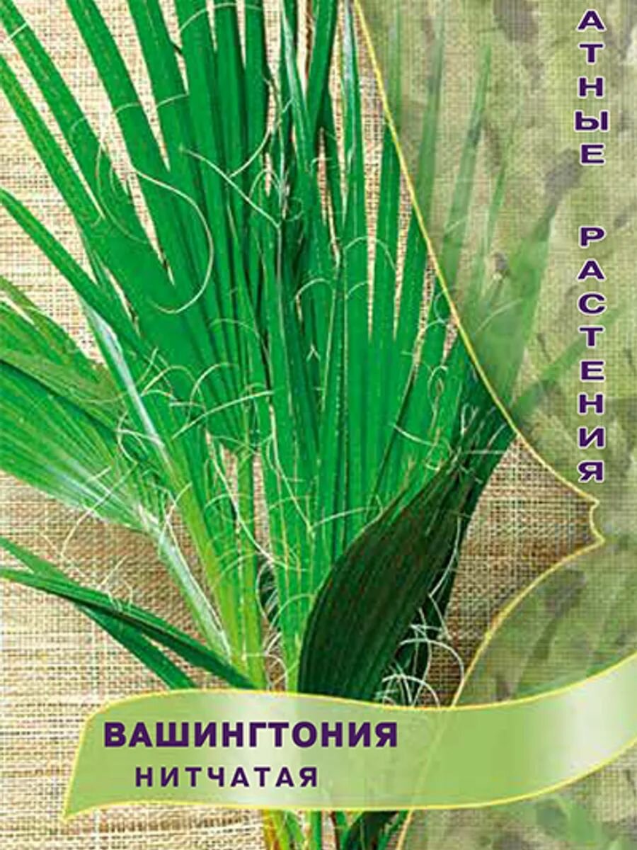 Вашингтония Нитчатая 3 шт, Семена Поиск