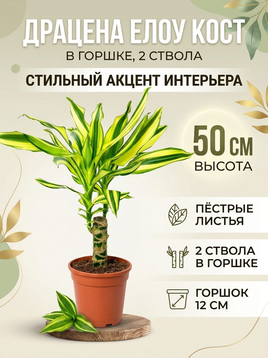 Драцена Елоу Кост живое комнатное растение в горшке 12 см, 2 ствола, высота 50 см, тропическая пальма