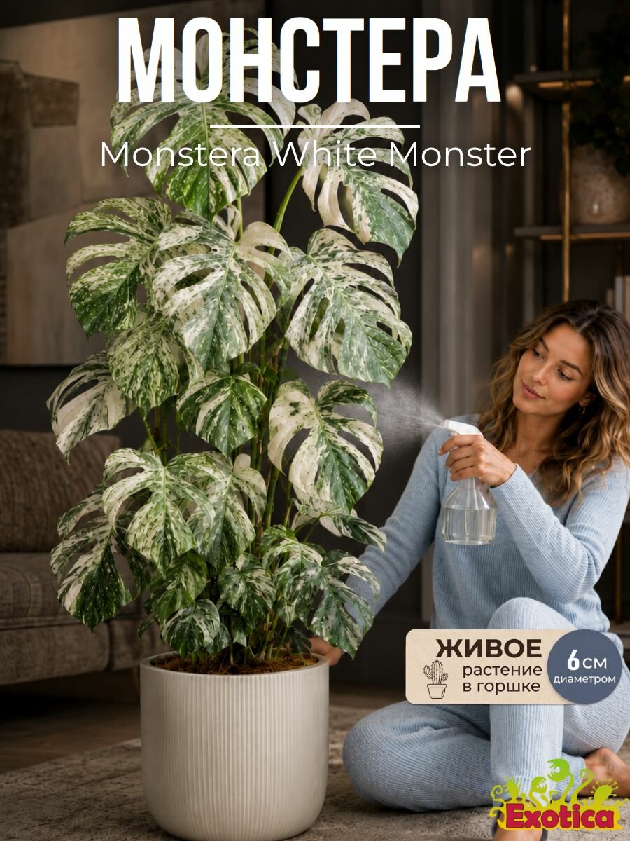 Монстера Вайт Монстер (Monstera White Monster) D6см, редкое растение