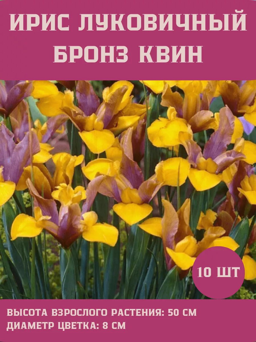 Ирис луковичный/Цветы ириса