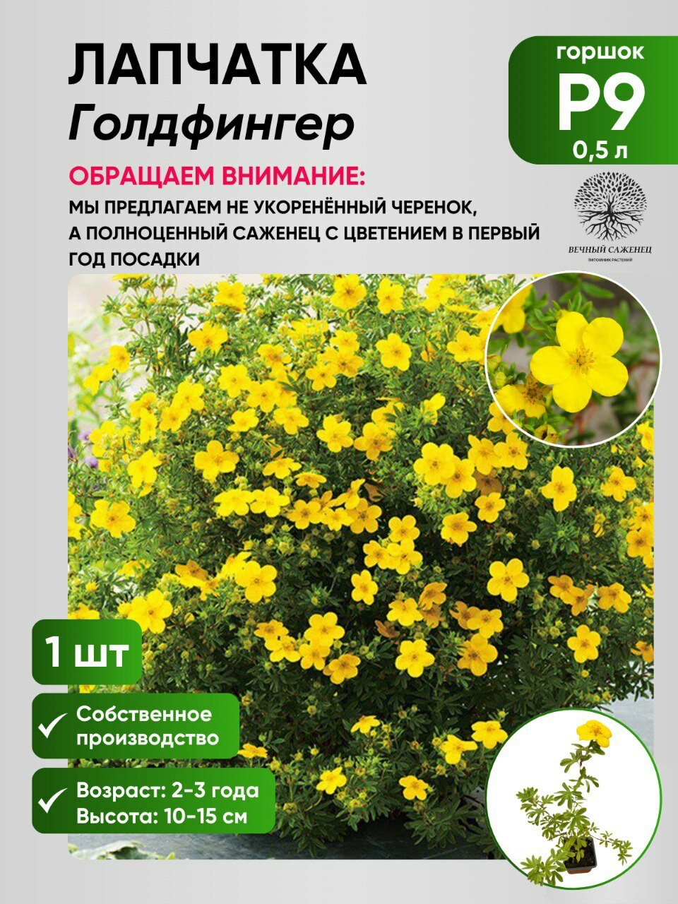 Лапчатка кустарниковая Голдфингер, саженец для сада и дачи, декоративное растение для посадки