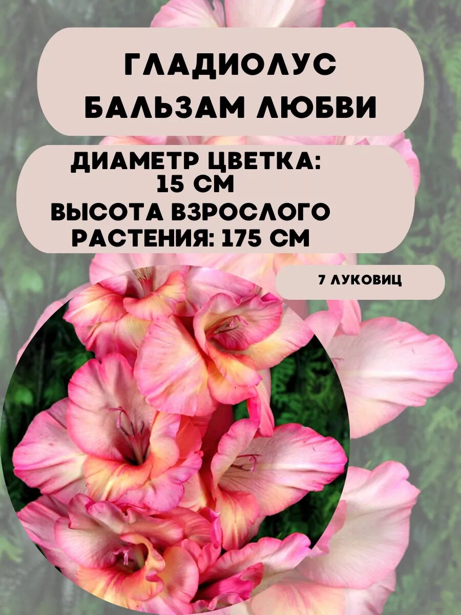 Гладиолус крупноцветковый/Луковицы гладиолуса