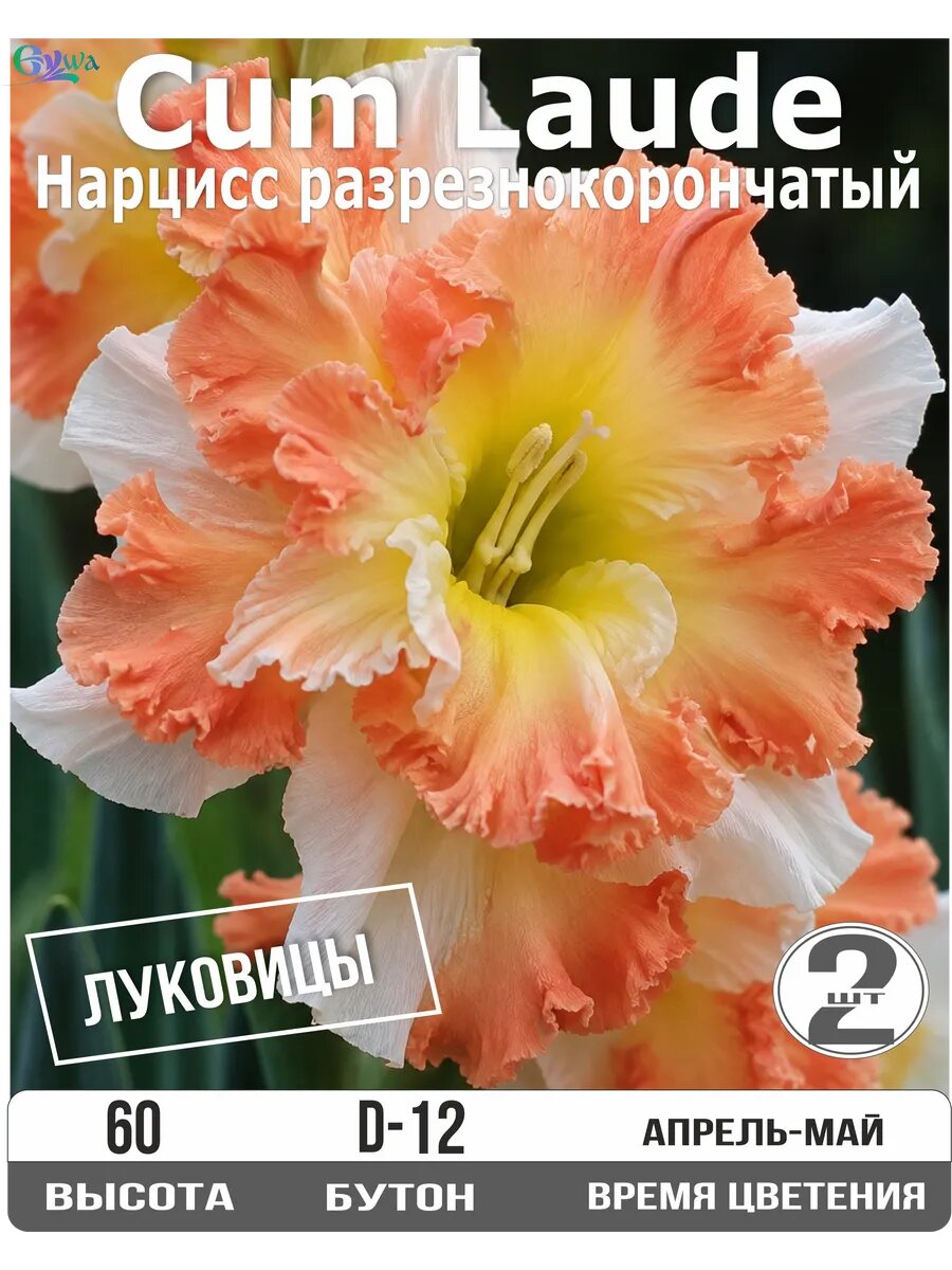 Нарцисс разрезнокорончатый Кум Лауд, луковицы 2 шт
