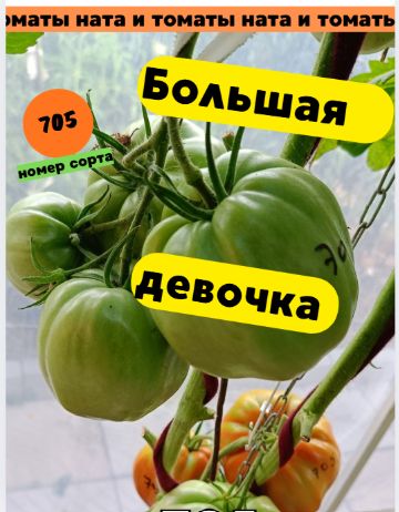 Коллекционные семена томата Большая девочка 10 шт