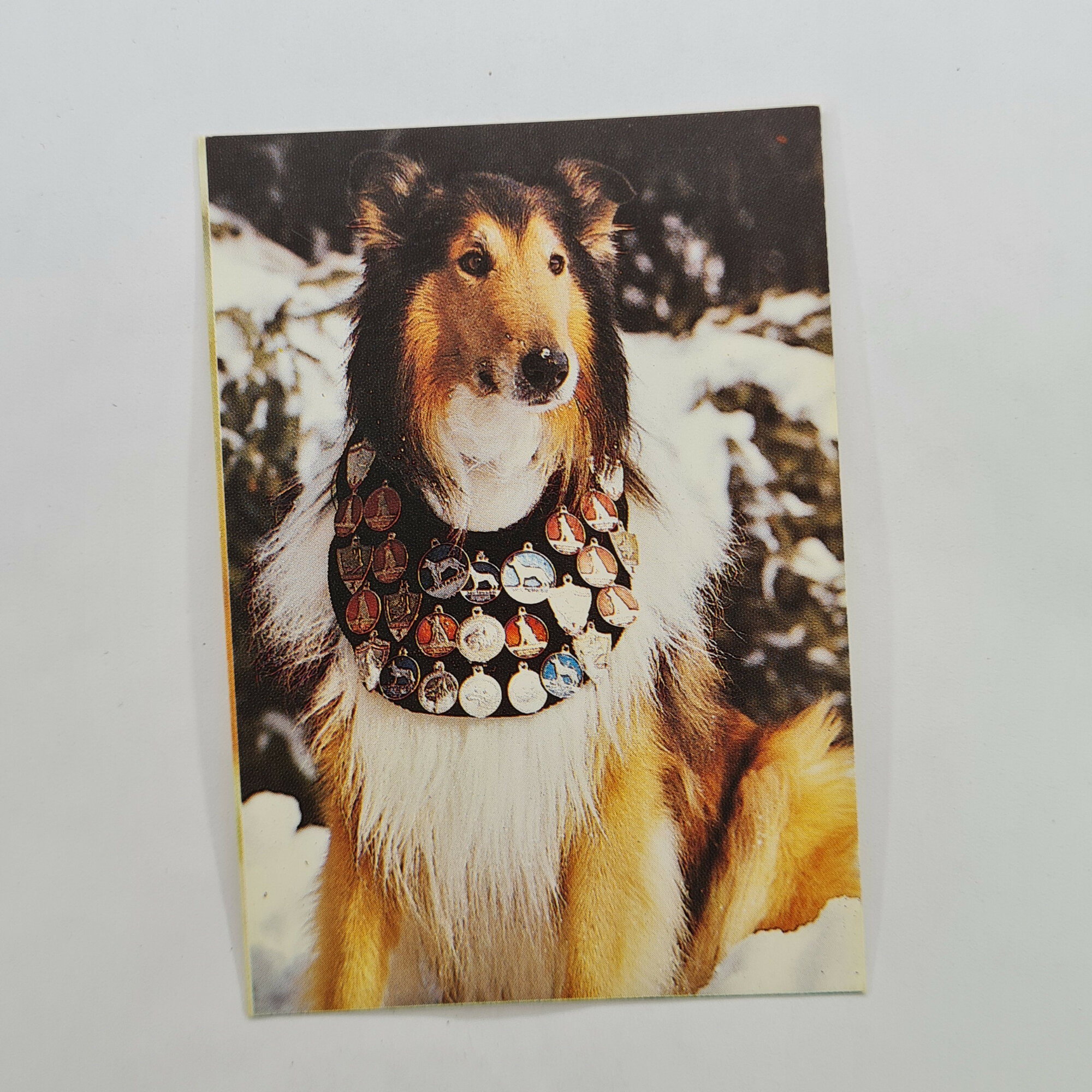 Карманный календарик 1990. Колли с медалями на шее, зимний пейзаж, собака и природа. Календарь винта