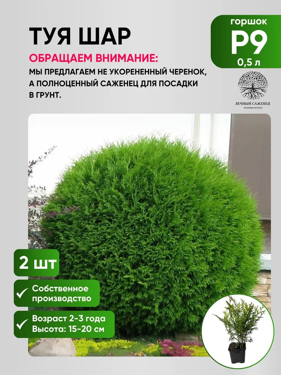 Туя Шар, 2 саженца для сада и дачи, декоративные растения для посадки