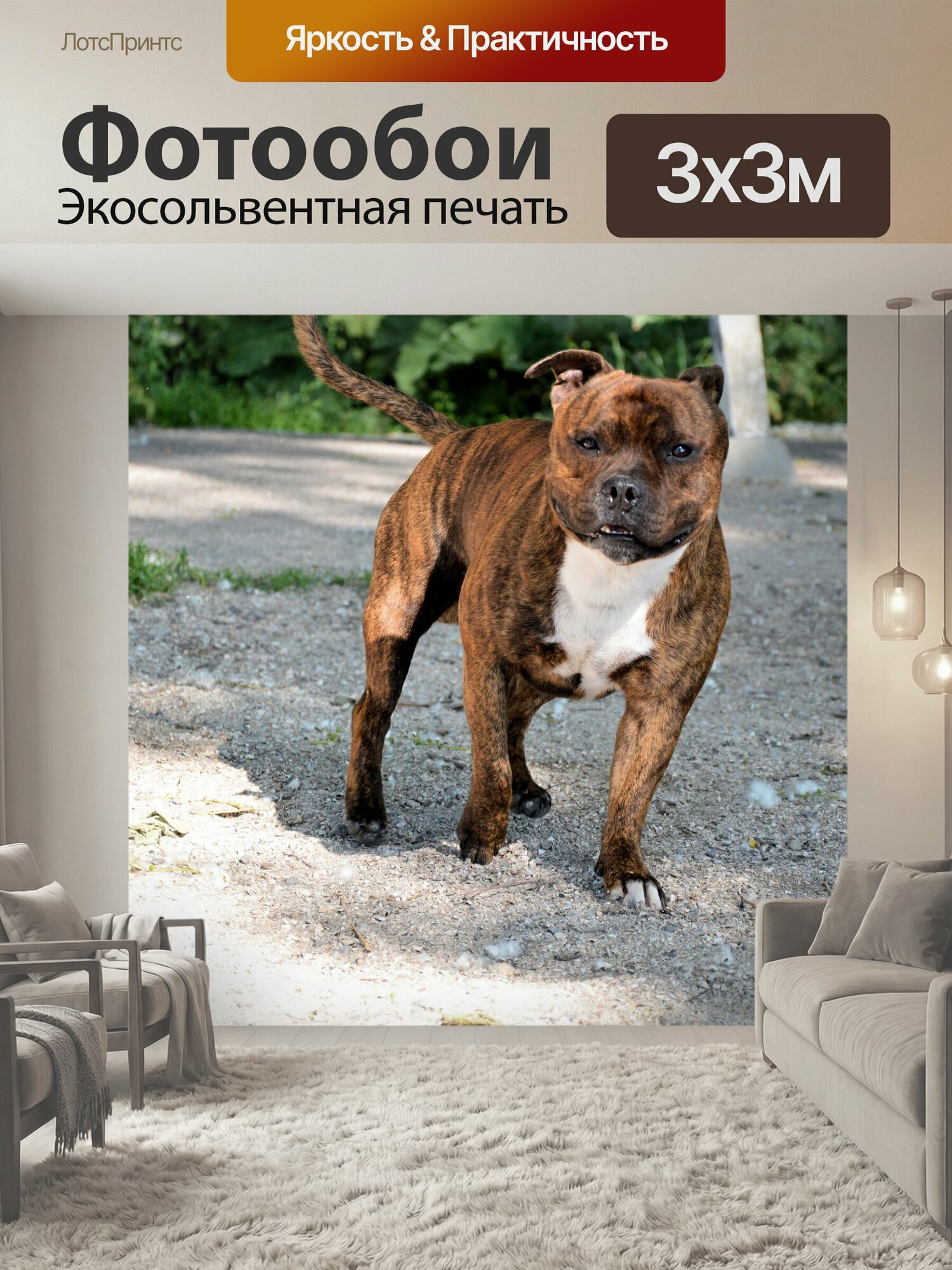 Фотообои "Стаффорд Стаффорд Стаффорд собака животное домашнее животное ходьба игры" 300x300 см. экосольвентная печать