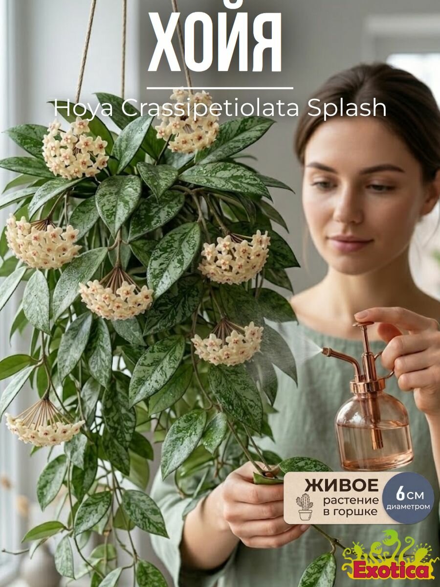 Хойя Крассиопетиолата Сплеш (Hoya Crassipetiolata Splash) D6см, живой цветок