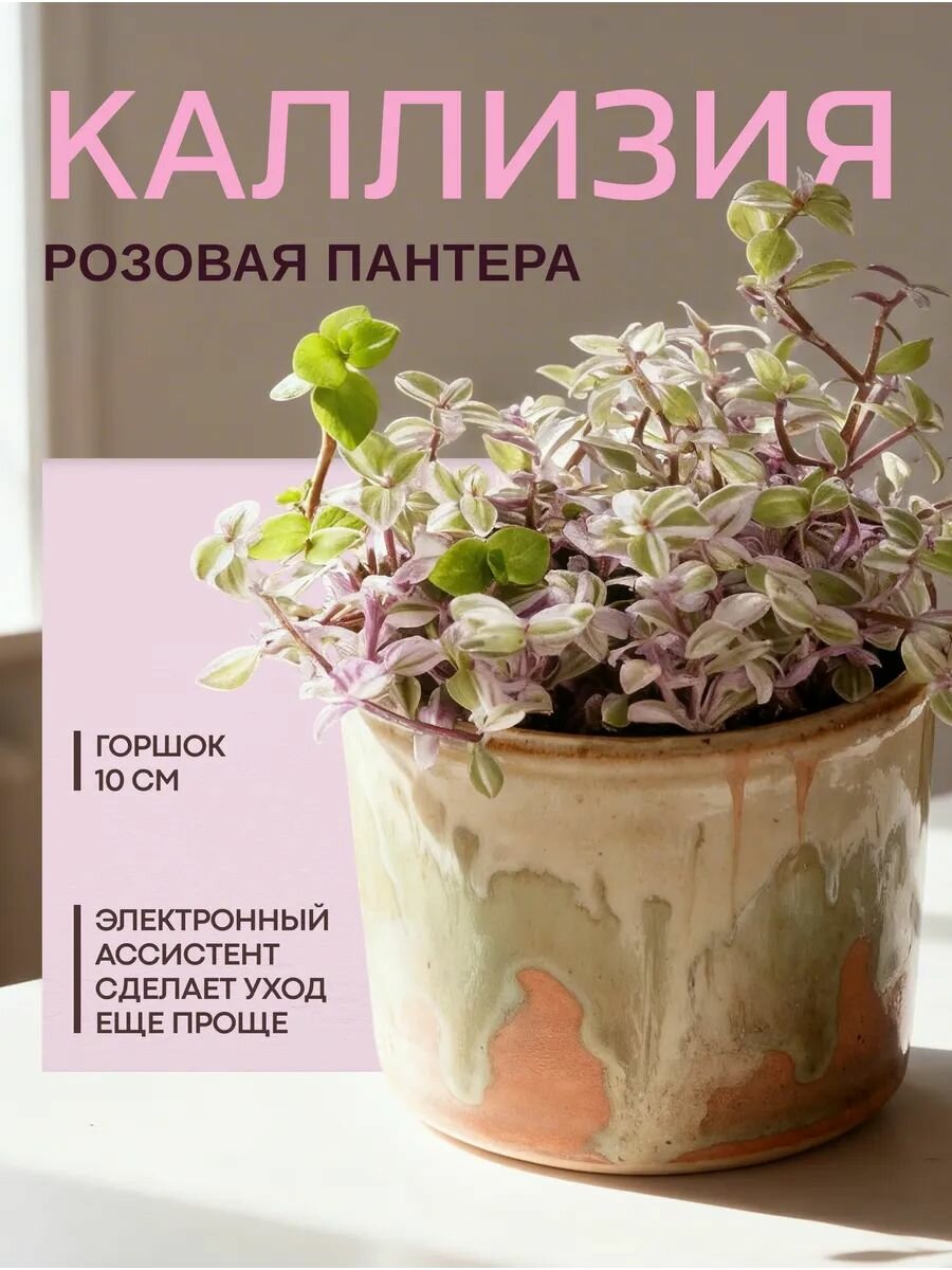 Каллизия Розовая Пантера Живое комнатное растение