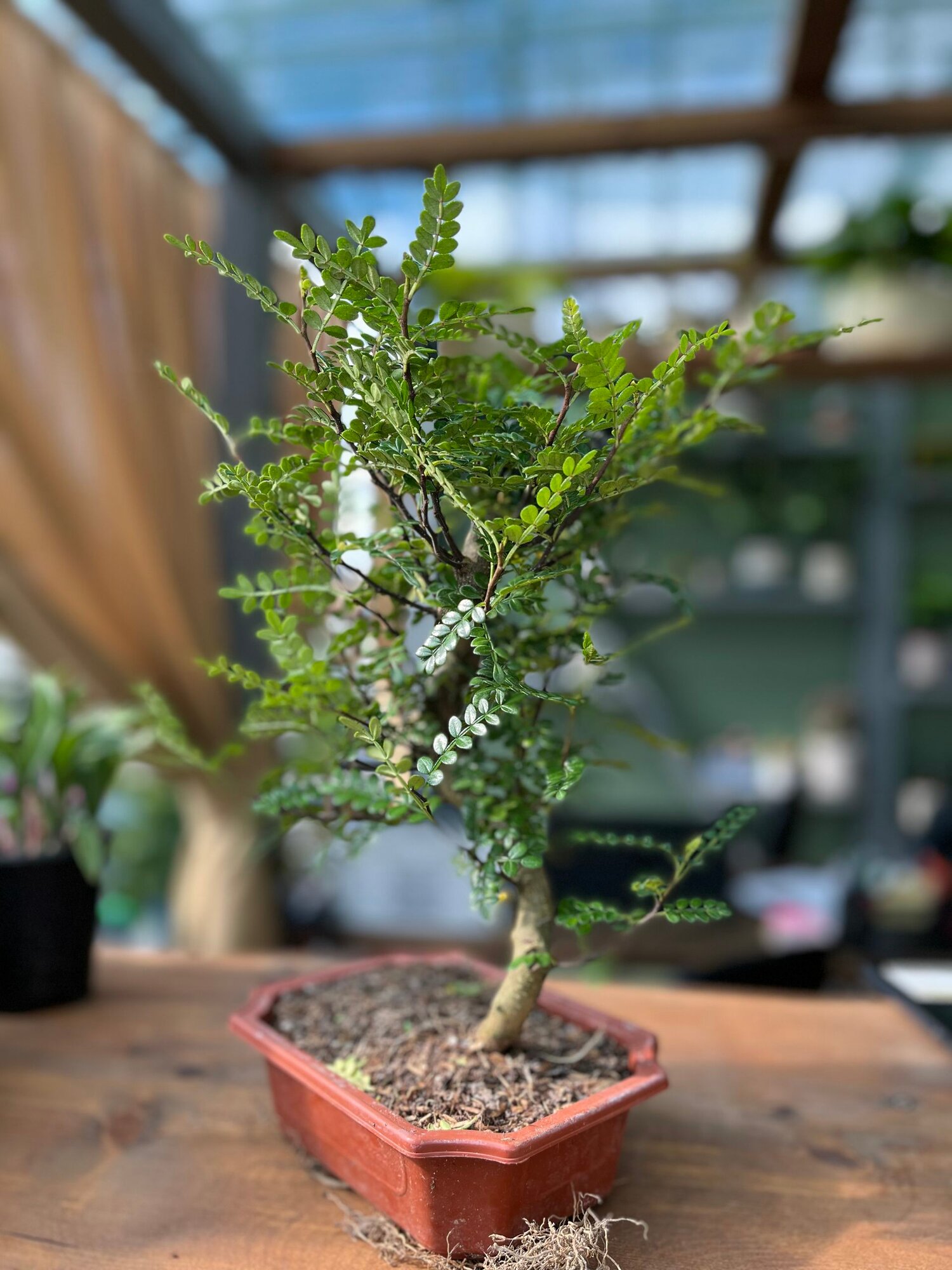 Бонсай Japanese Pepper д. 20