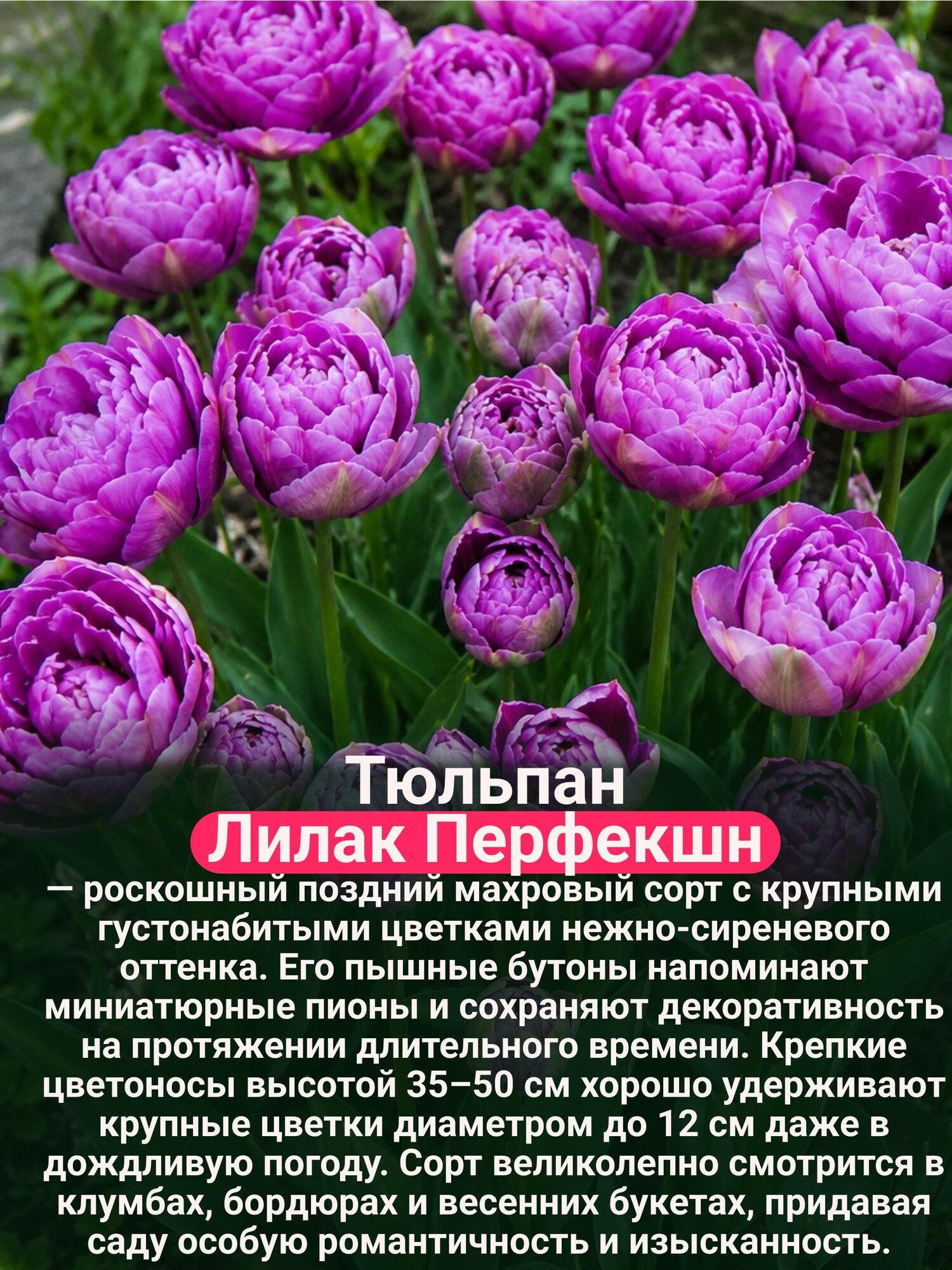 Тюльпаны махровые многолетние луковицы "Лилак Перфекшн" -7 шт — фото 1
