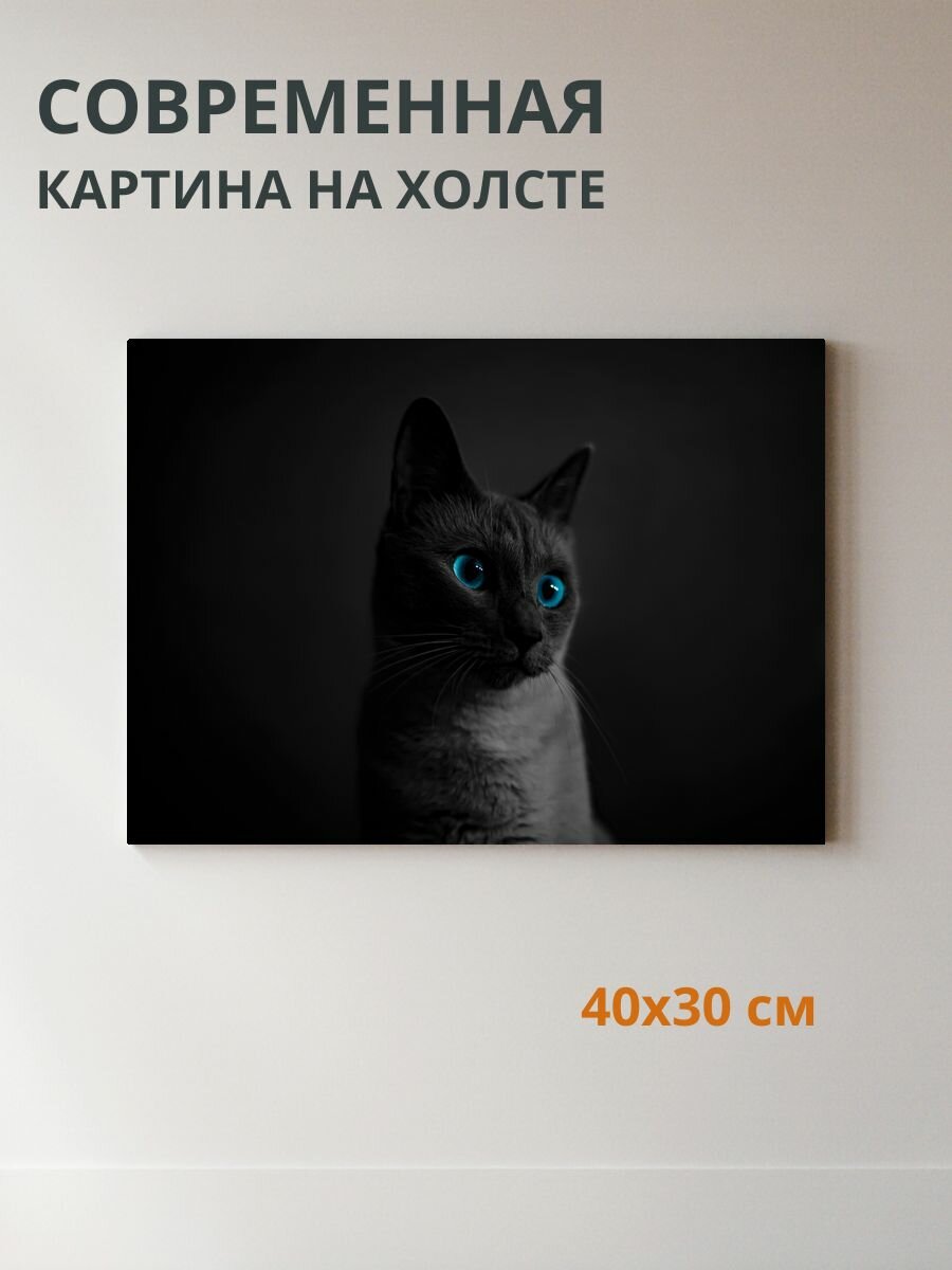 Картина на холсте Голубоглазая кошка 40x30 см
