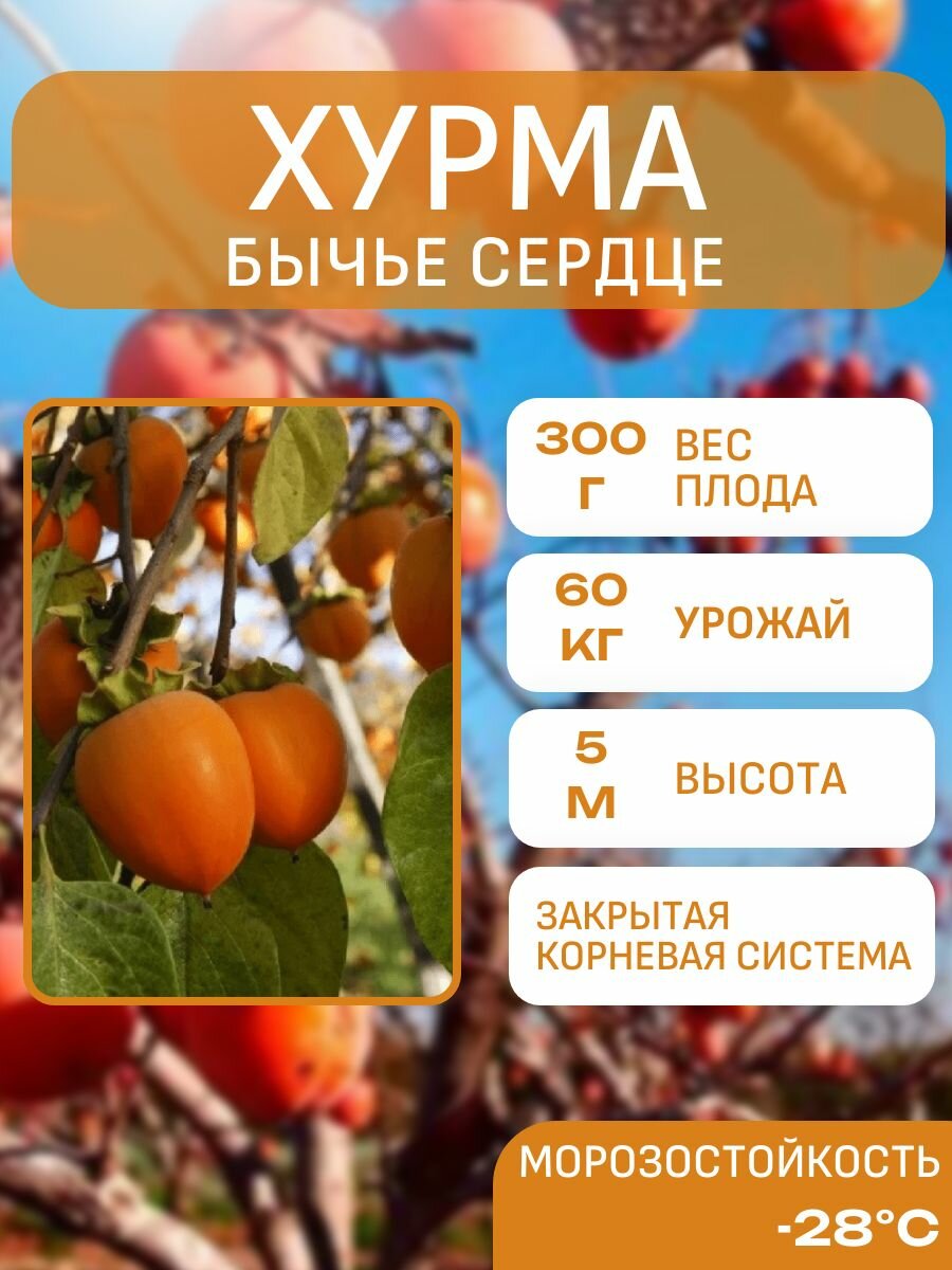 Хурма морозостойкая сорта "Бычье Сердце" , 1 шт, высокоурожайная
