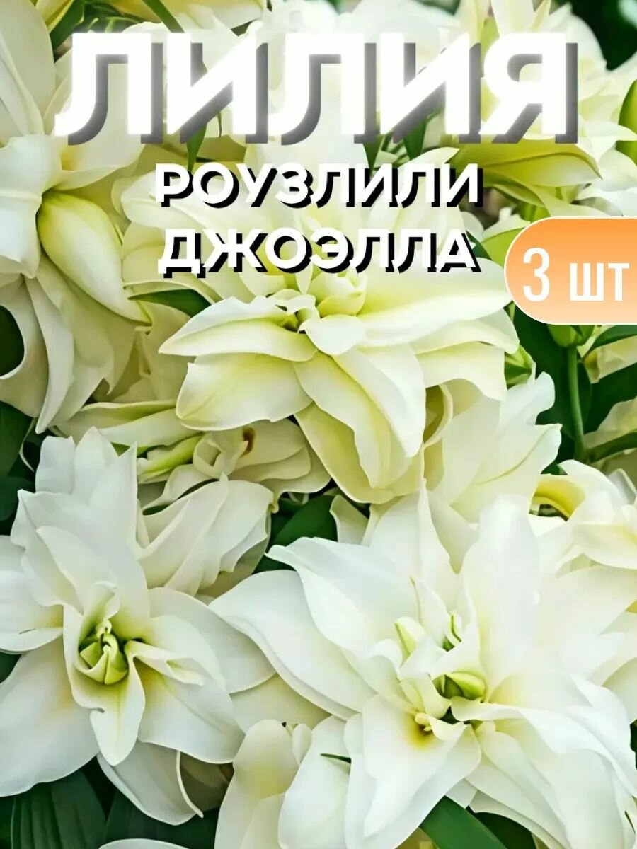 Луковицы лилии многолетние, новые популярные сорта 3 штуки
