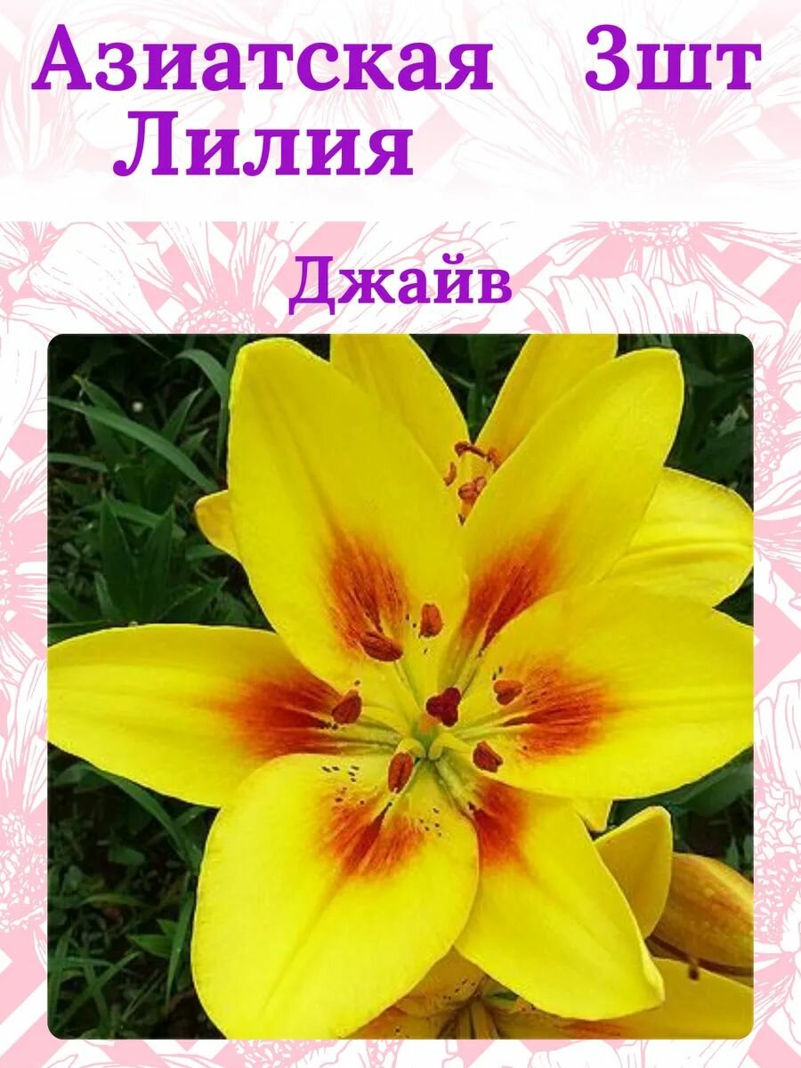 Луковицы лилии многолетние, новые популярные сорта 3 штуки