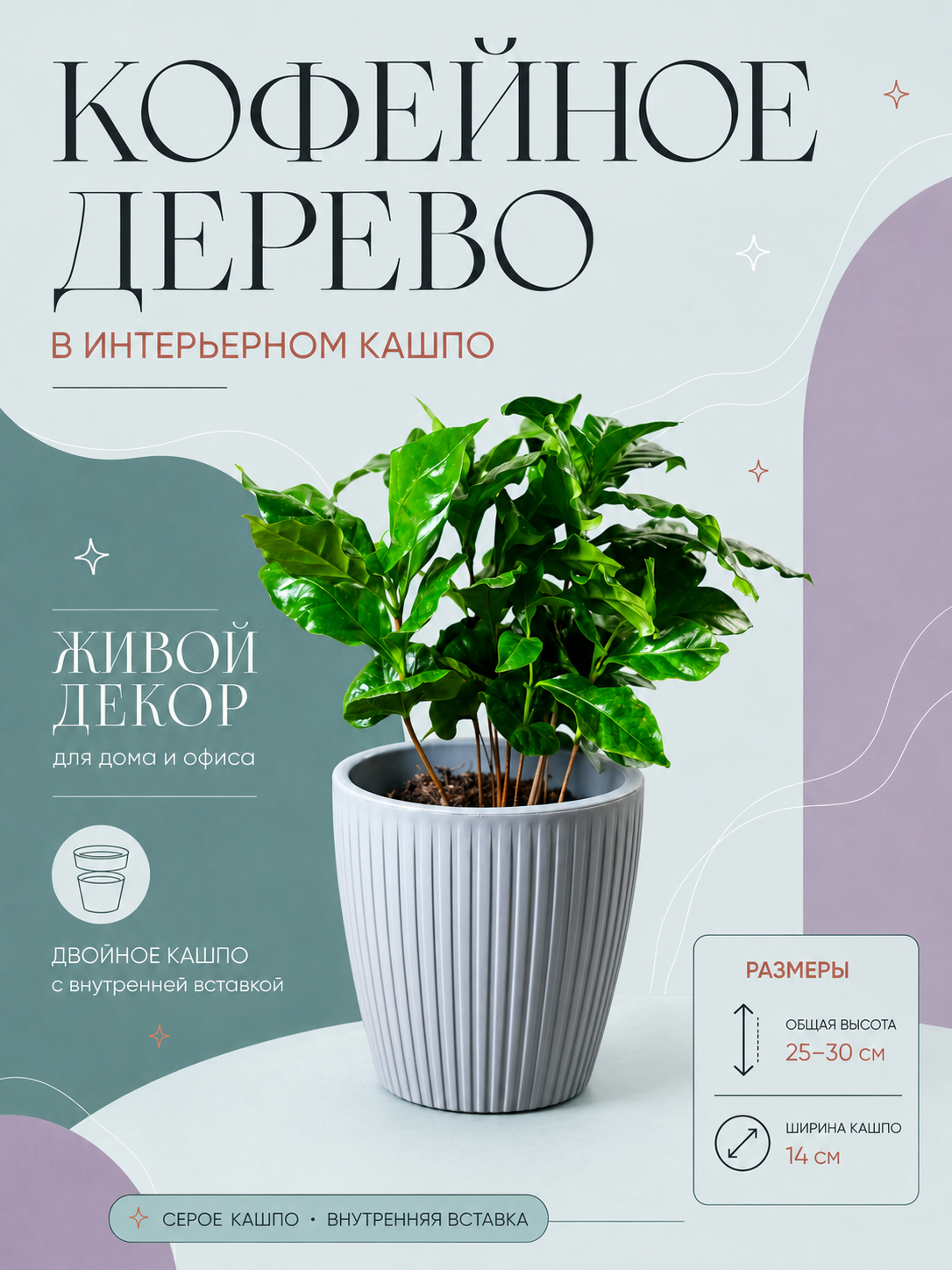 Geo Glass: Кофейное дерево в сером кашпо 14см, живое растение 25-30см с дренажной вставкой