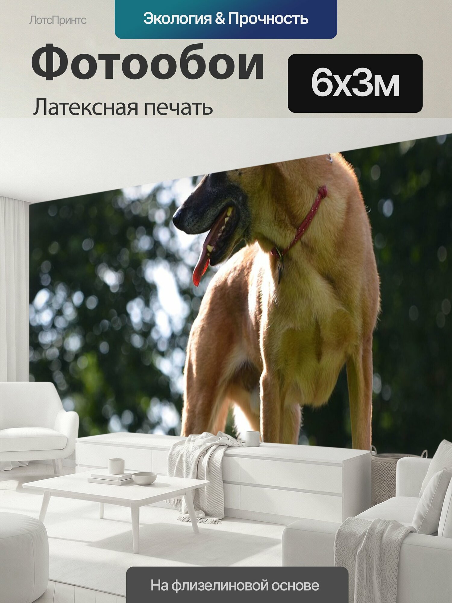 Фотообои моющиеся ударопрочные "Малинуа, бельгийская овчарка, летом" 600x300 см. латексная печать