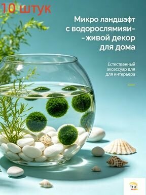 Живые водорослиНабор10 шт, Натуральный мох шарики для аквариума, Символ удачи и любви аквариумные растения декоративные шарики подарок