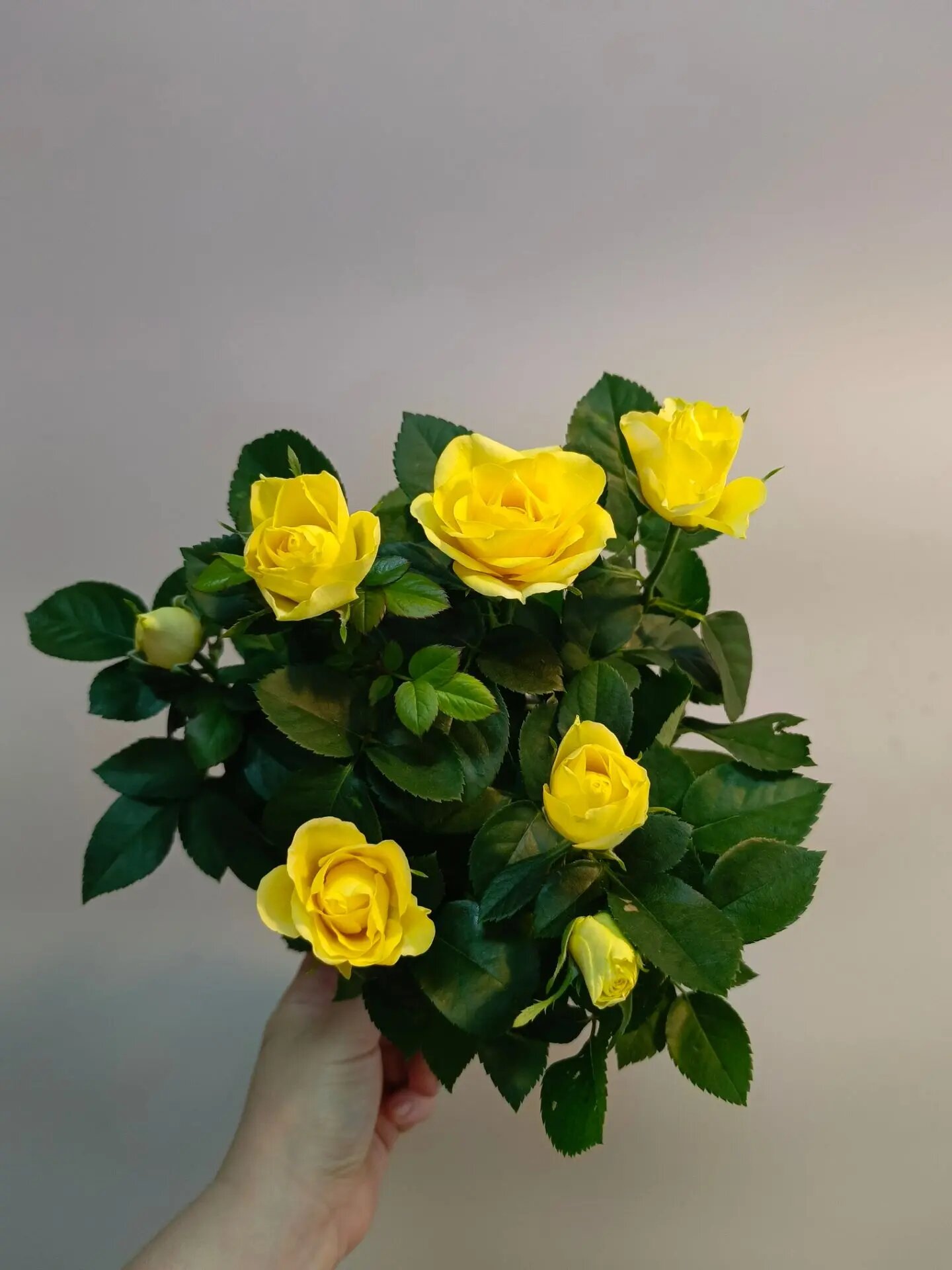 Желтая роза в горшке