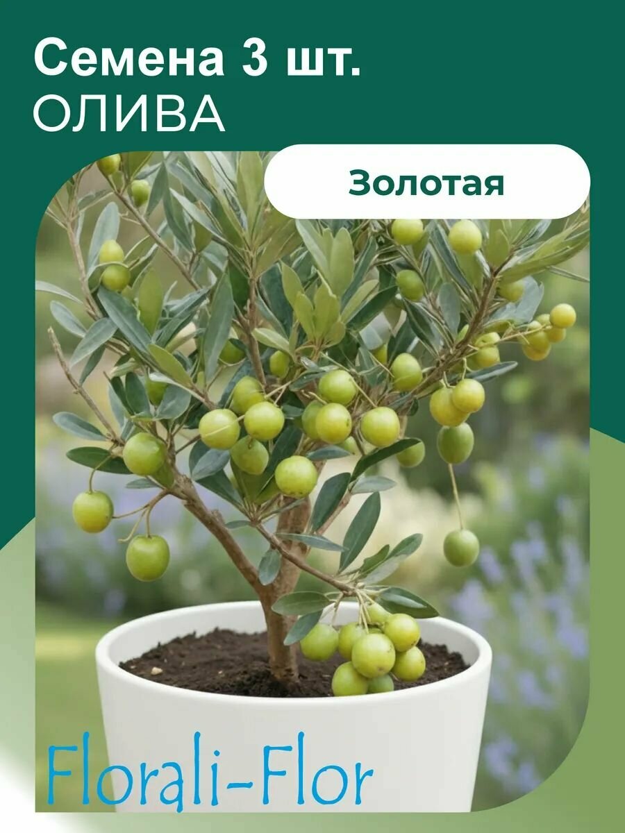 Олива Семена