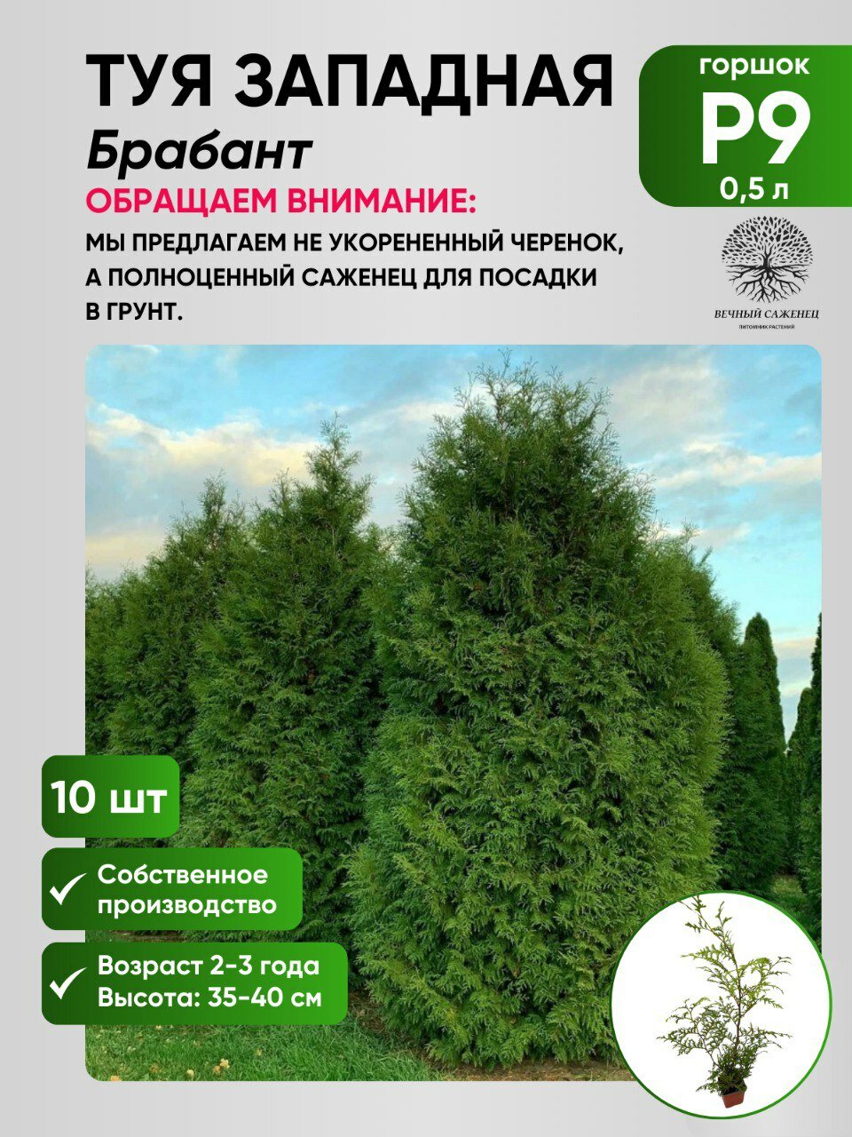 Туя западная Брабант, 10 саженца для сада и дачи, декоративные растения для посадки