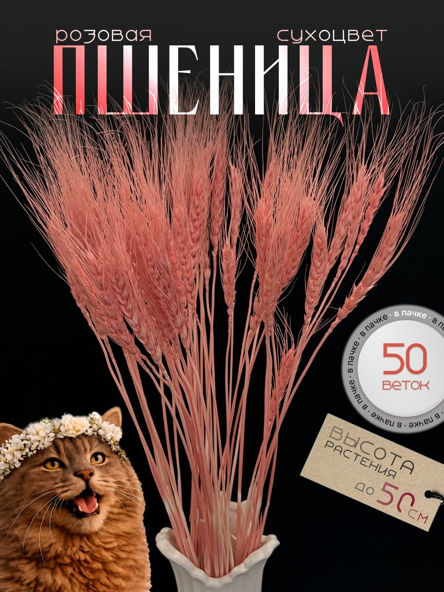 Пшеница розовая сухоцвет, 50 веток, 50 см
