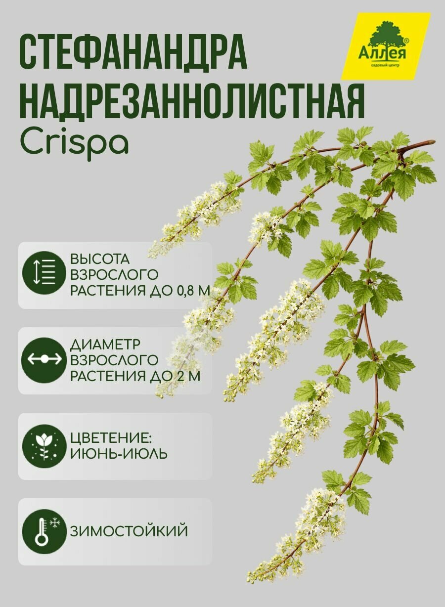 Стефанандра надрезаннолистная / Stephanandra Incisa Crispa P9
