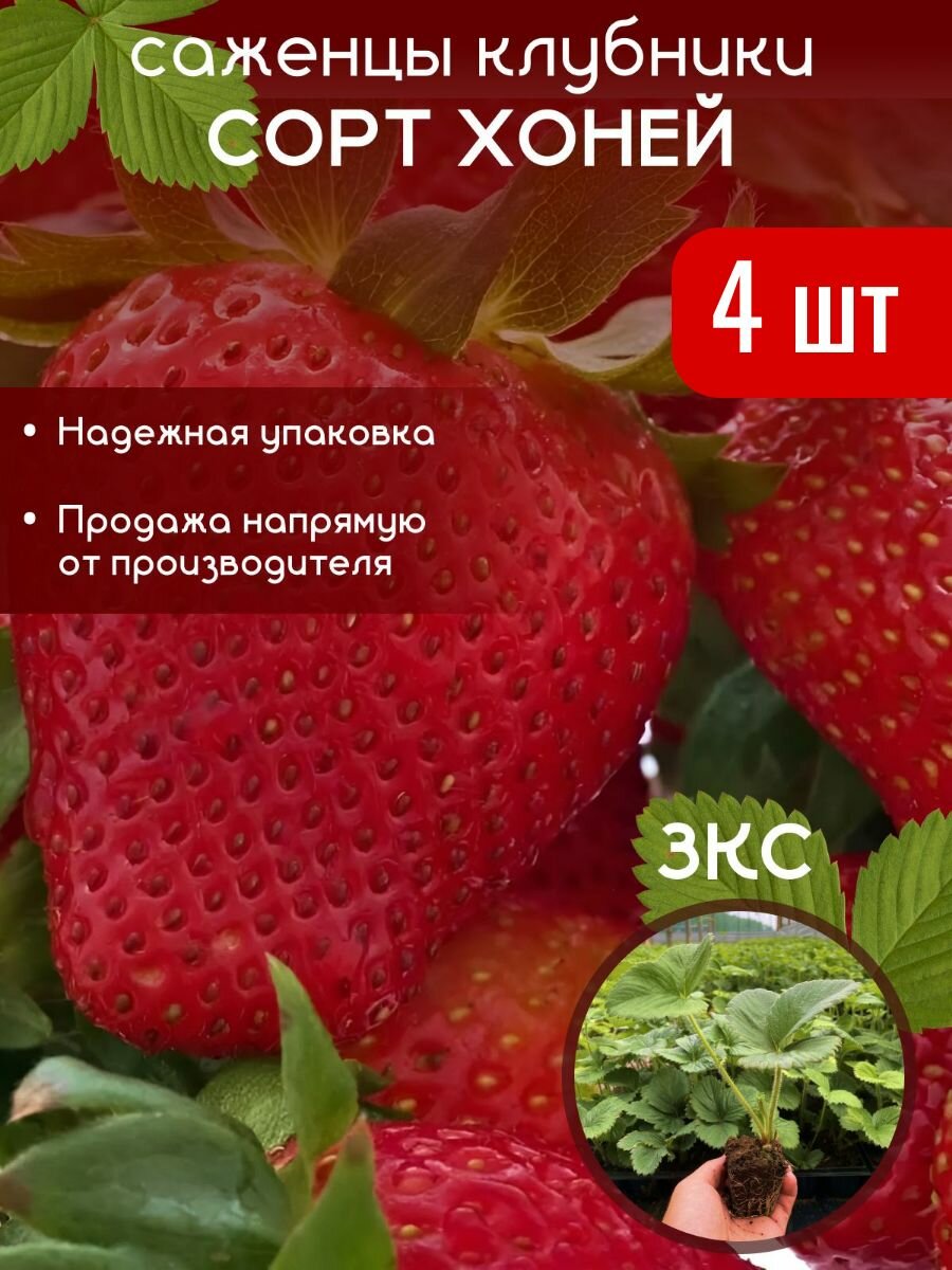 Саженцы клубники Хоней с закрытой корневой системой ЗКС Хоней
