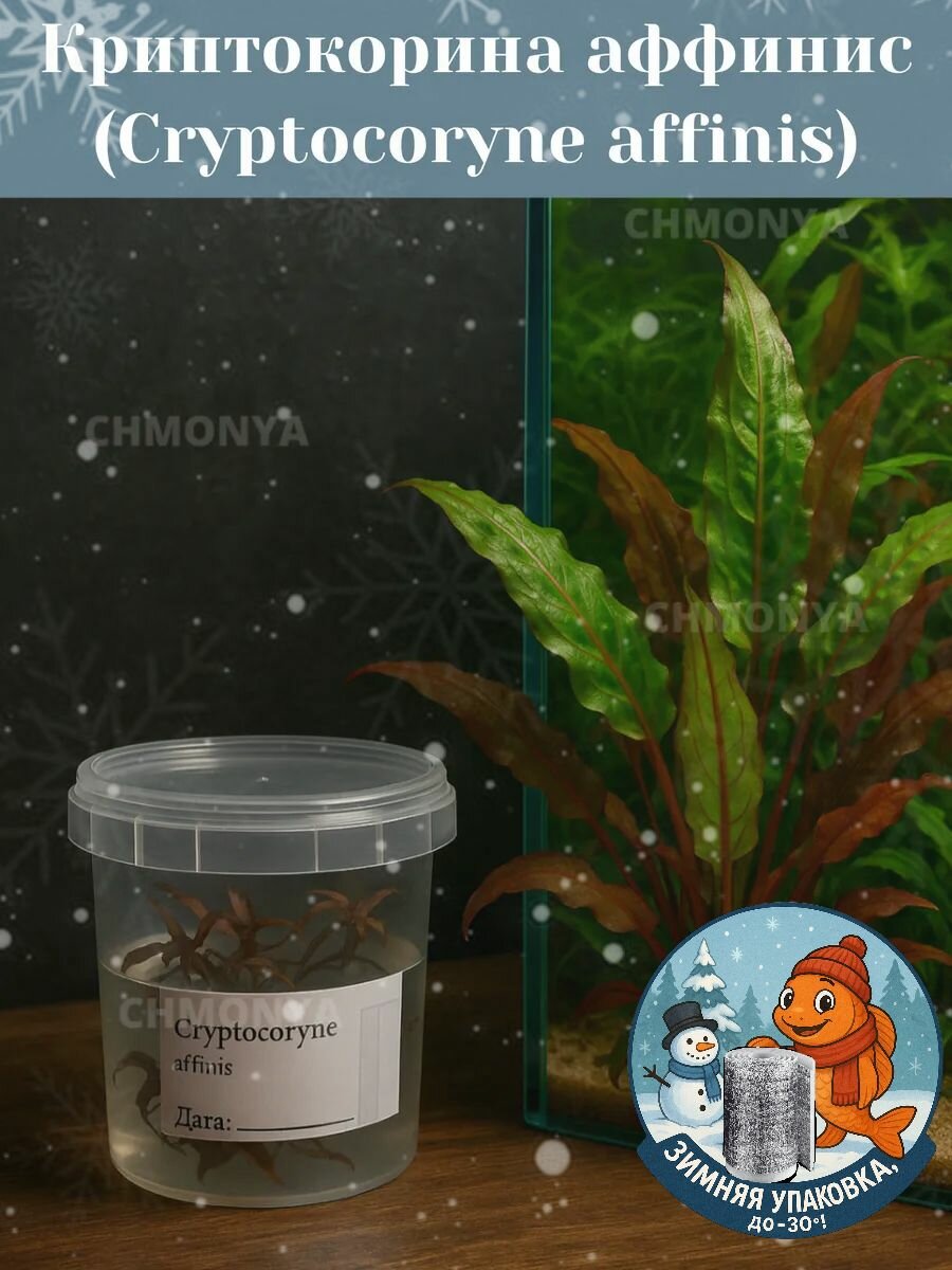 Меристемное растение Криптокорина Афинис (Cryptocoryne Affinis) живое аквариумное растение