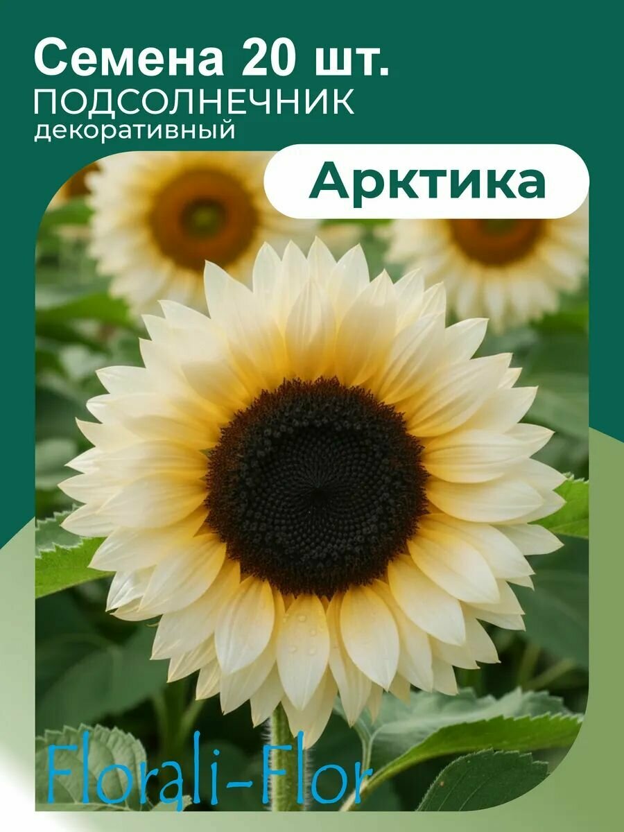 Подсолнечник Декоративный Семена