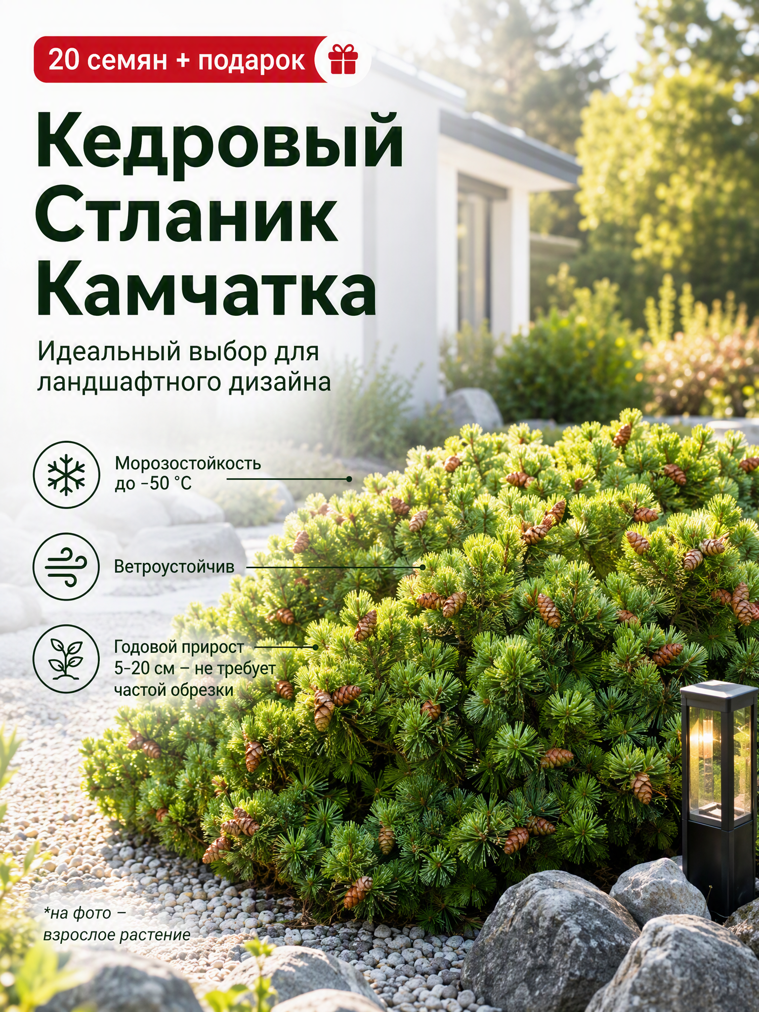 Кедровый стланик Камчатка, Семена, 20 шт, семена хвойных растений