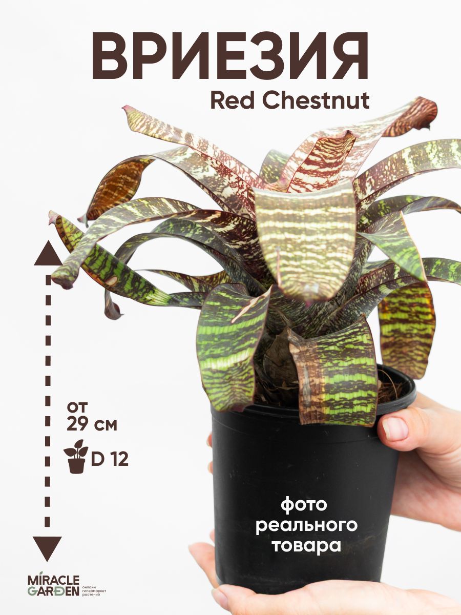 Экзотическое комнатное растение Вриезия Ред каштан (Red Chestnut) Д12 цветы в горшках живые Miracle Garden