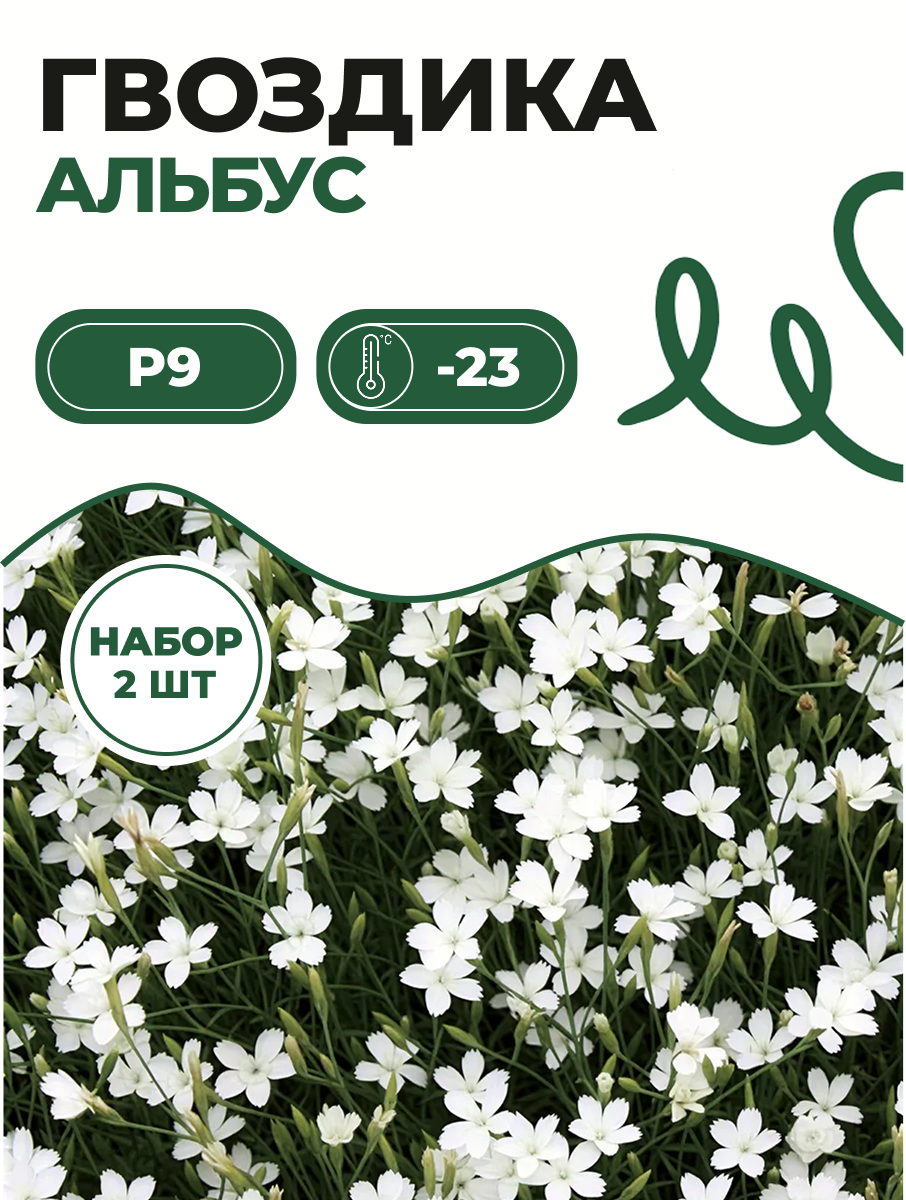 Гвоздика Альбус P9 2 шт. Саженец с ЗКС в горшке! Идеально для сада!