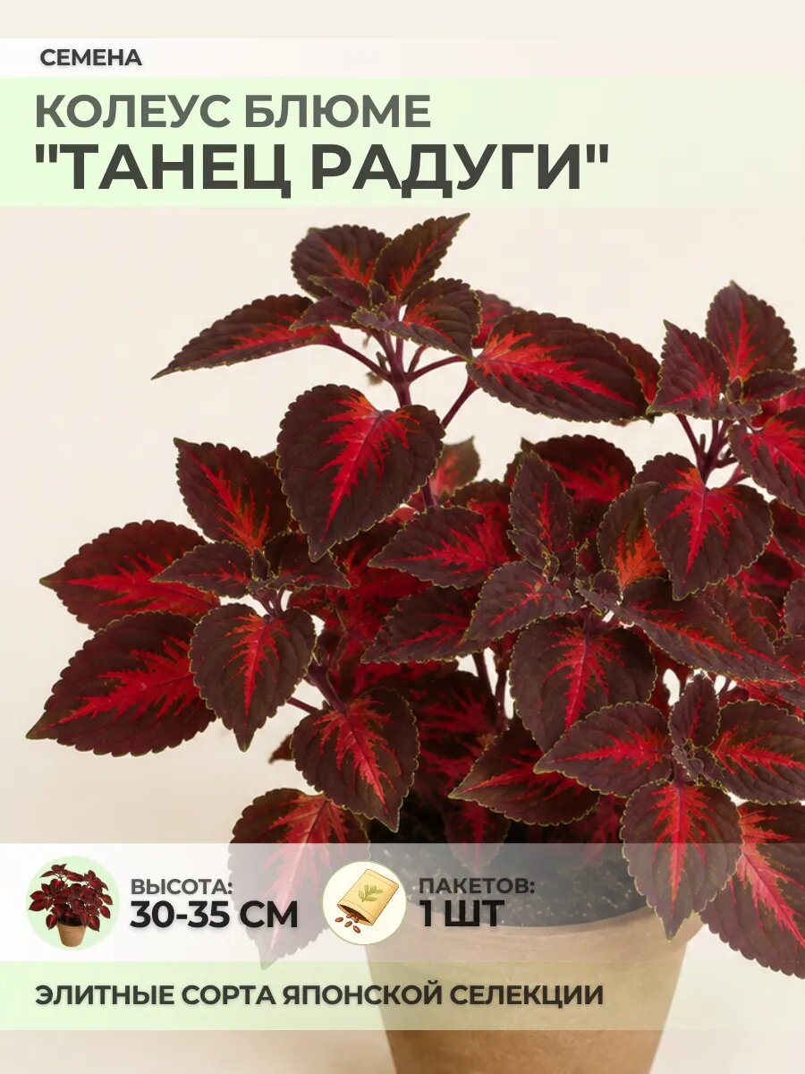 Колеус "Танец радуги", декоративно-лиственное растение с бордовыми листьями и зелёной каймой, 1 упаковка, 4 шт. семян.