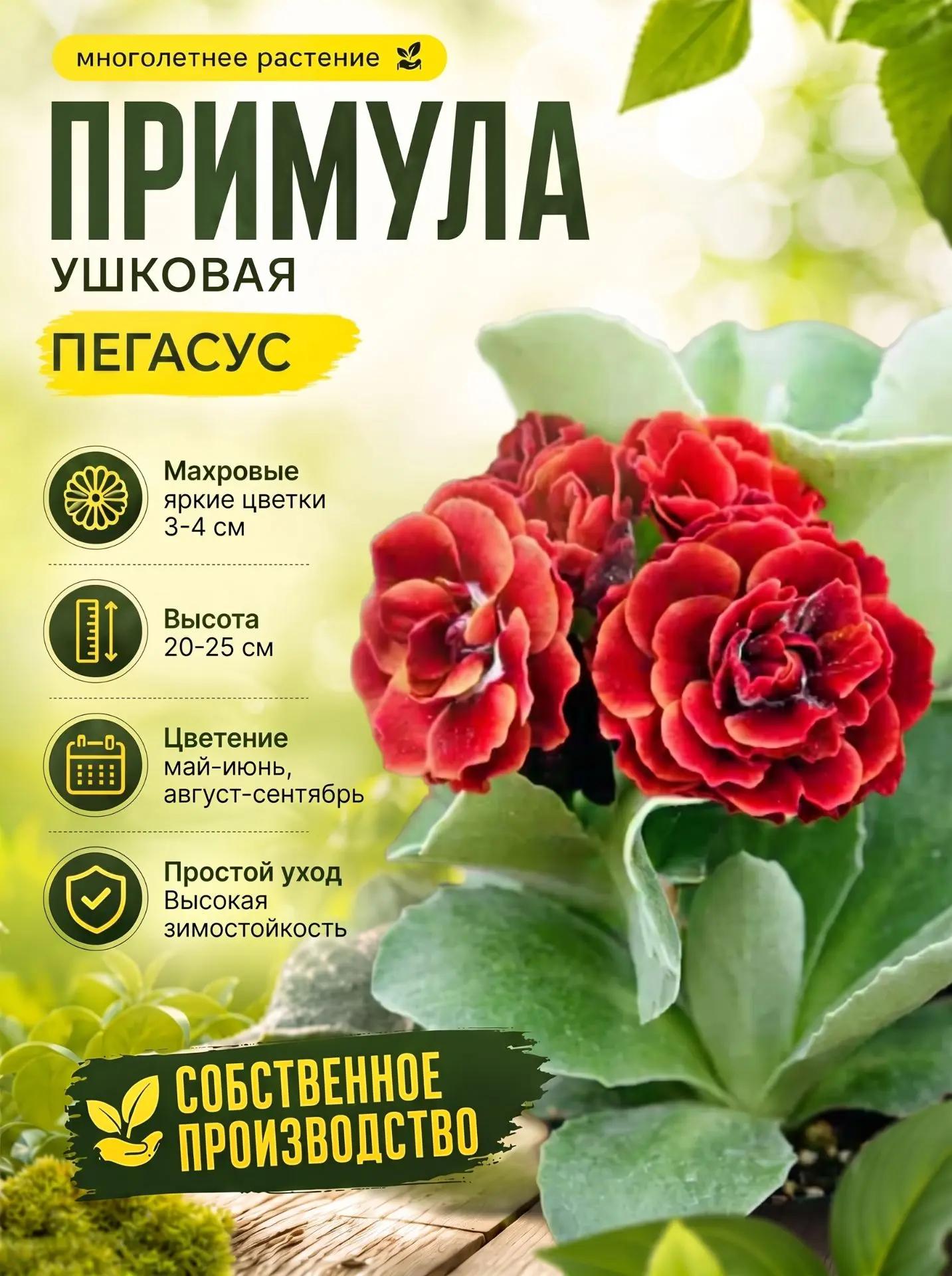 Примула ушковая «Пегасус» (Pegasus)