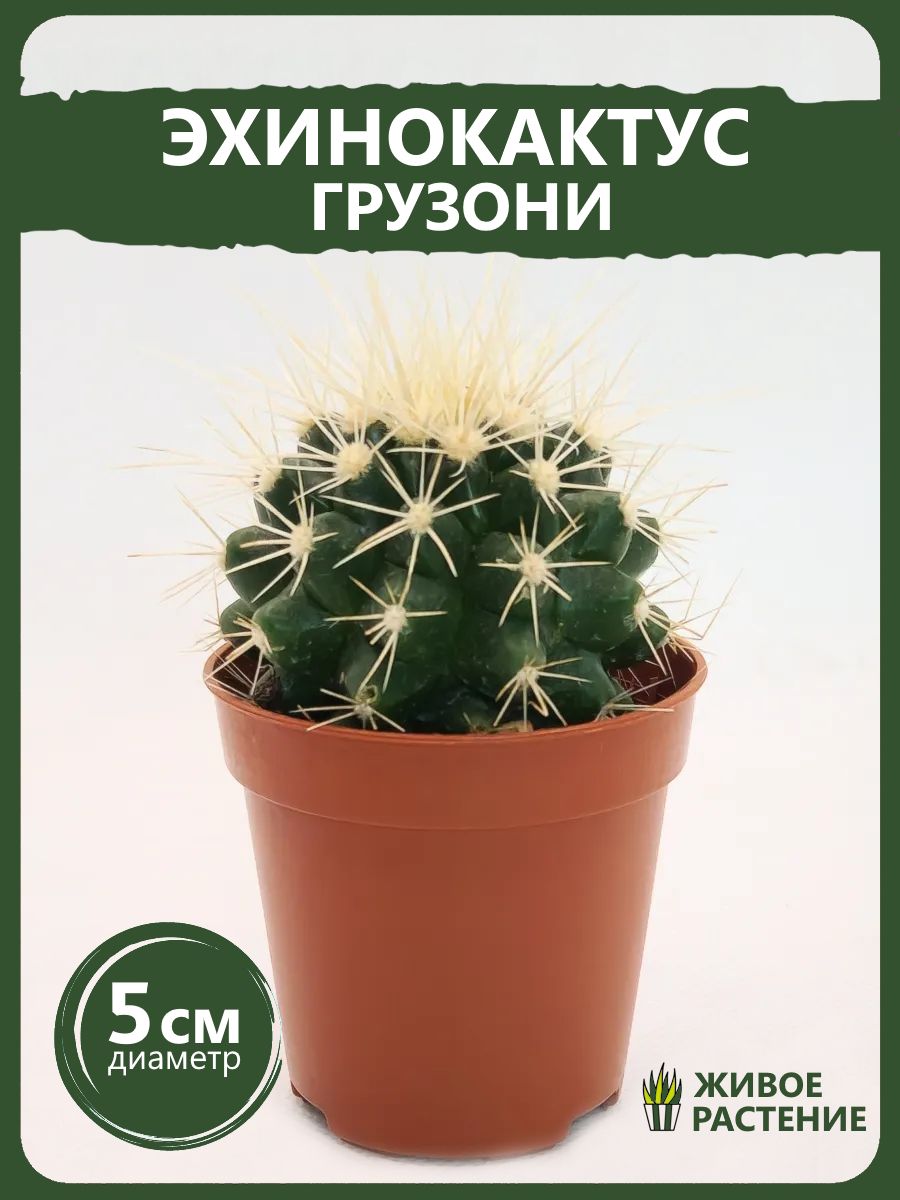 Эхинокактус Грузони живой, D-5