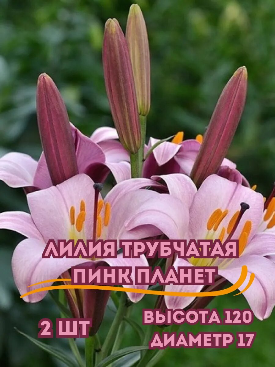 Луковицы лилии махровая тигровая трубчатая