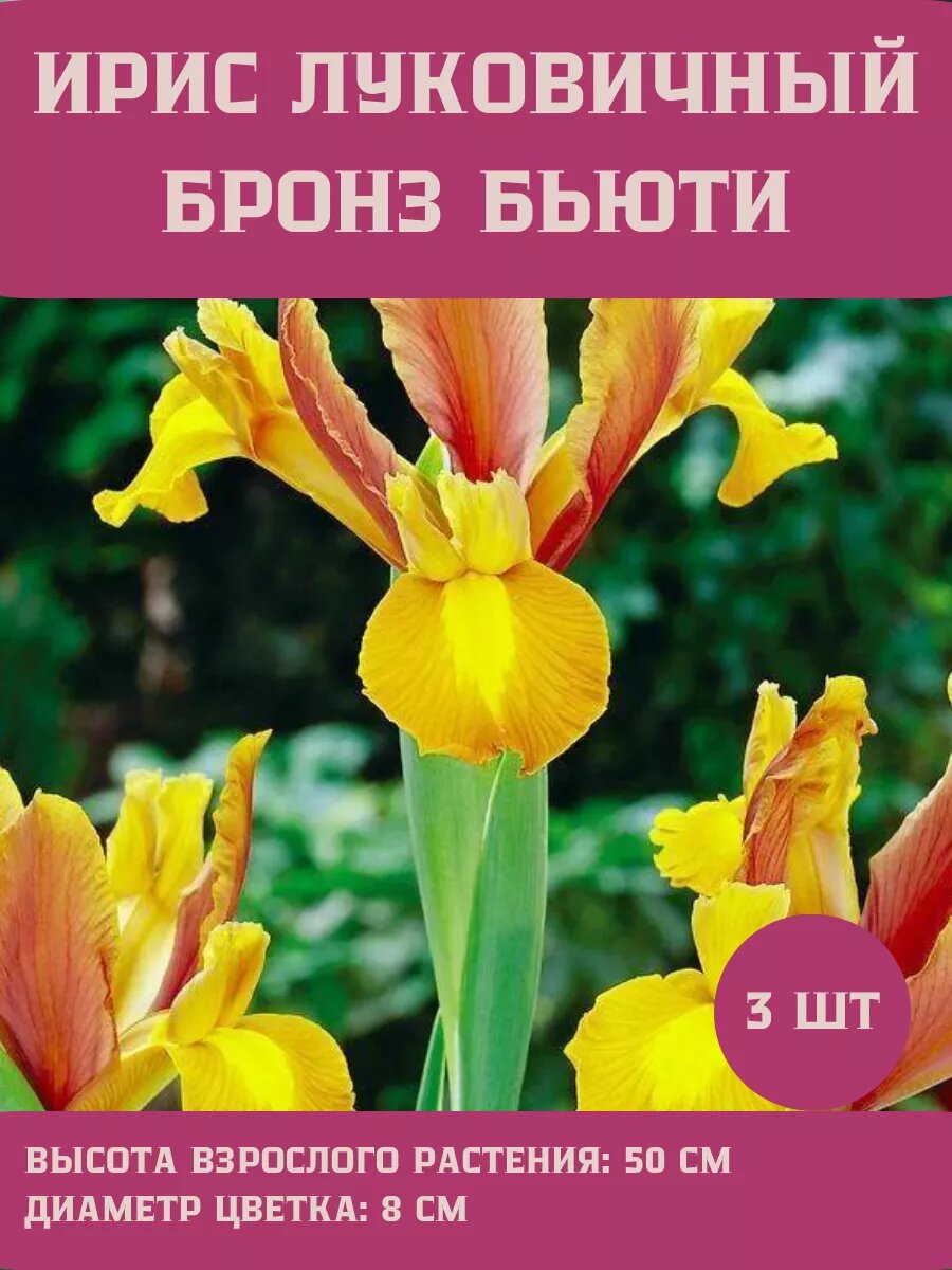 Ирис луковичный; Цветок ириса