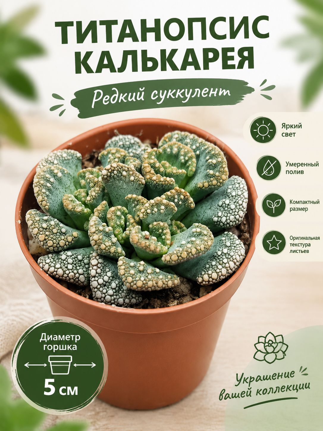 Титанопсис Калькарея (Titanopsis Calcarea), живое растение, D-5 живое растение