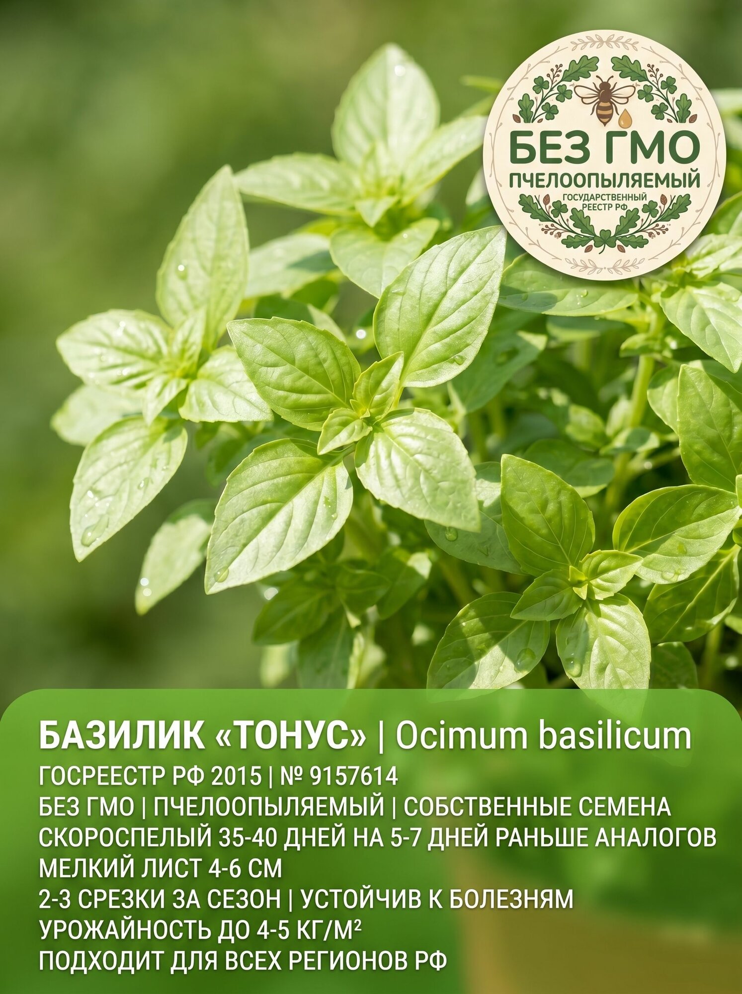 Семена Базилик Тонус Ocimum basilicum Госреестр 2015 №9157614 Мелколистный скороспелый 35-40 дн без ГМО 0,2 г