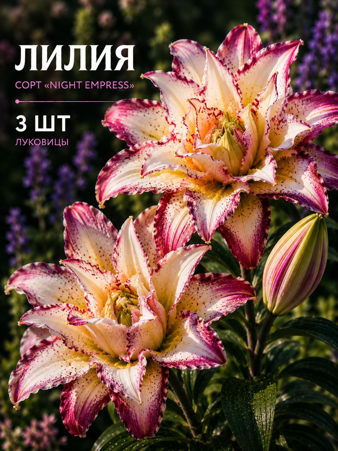 Лилия луковица многолетняя 3 штуки