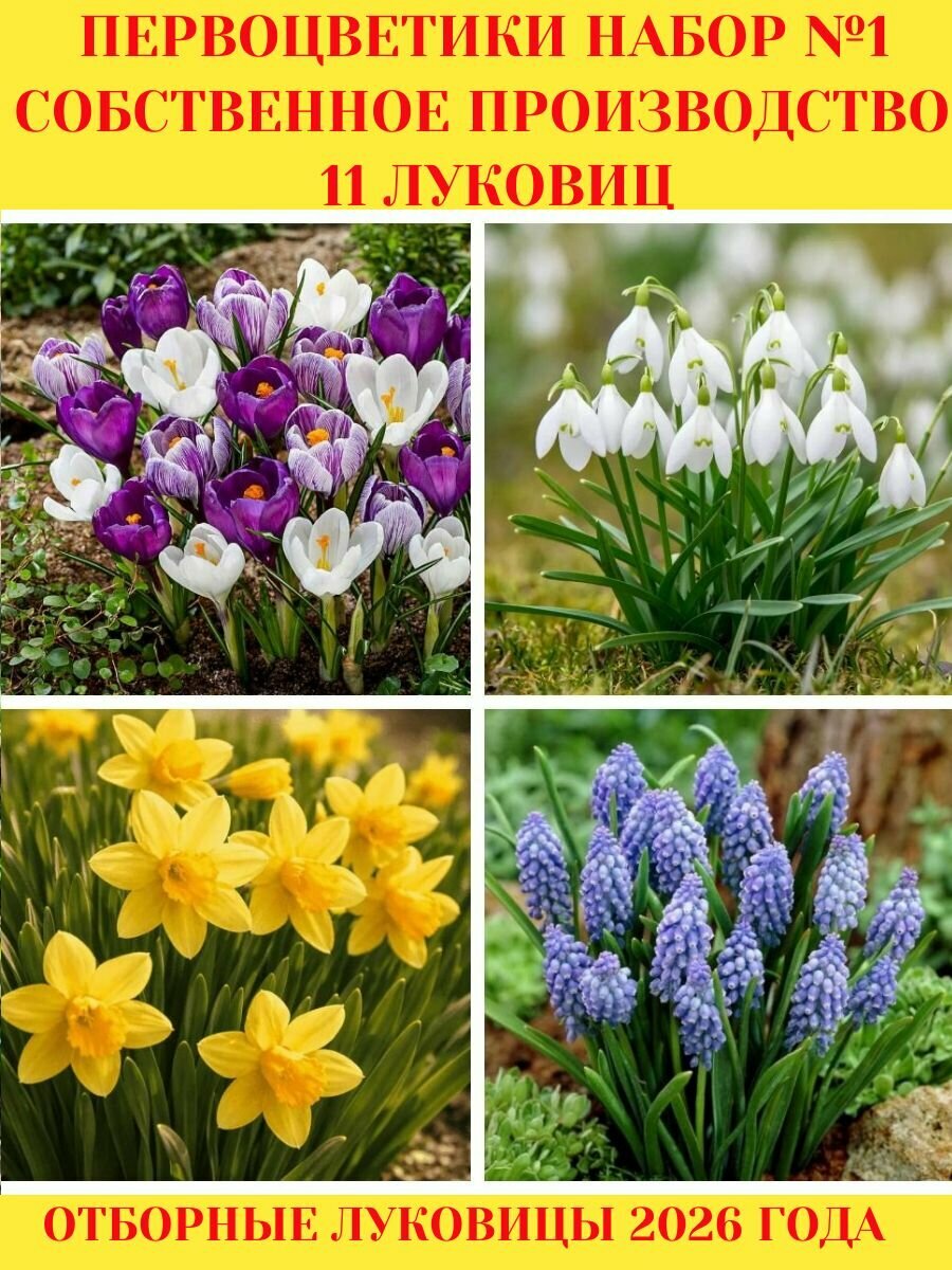 Первоцветики набор №1 луковицы 11 шт