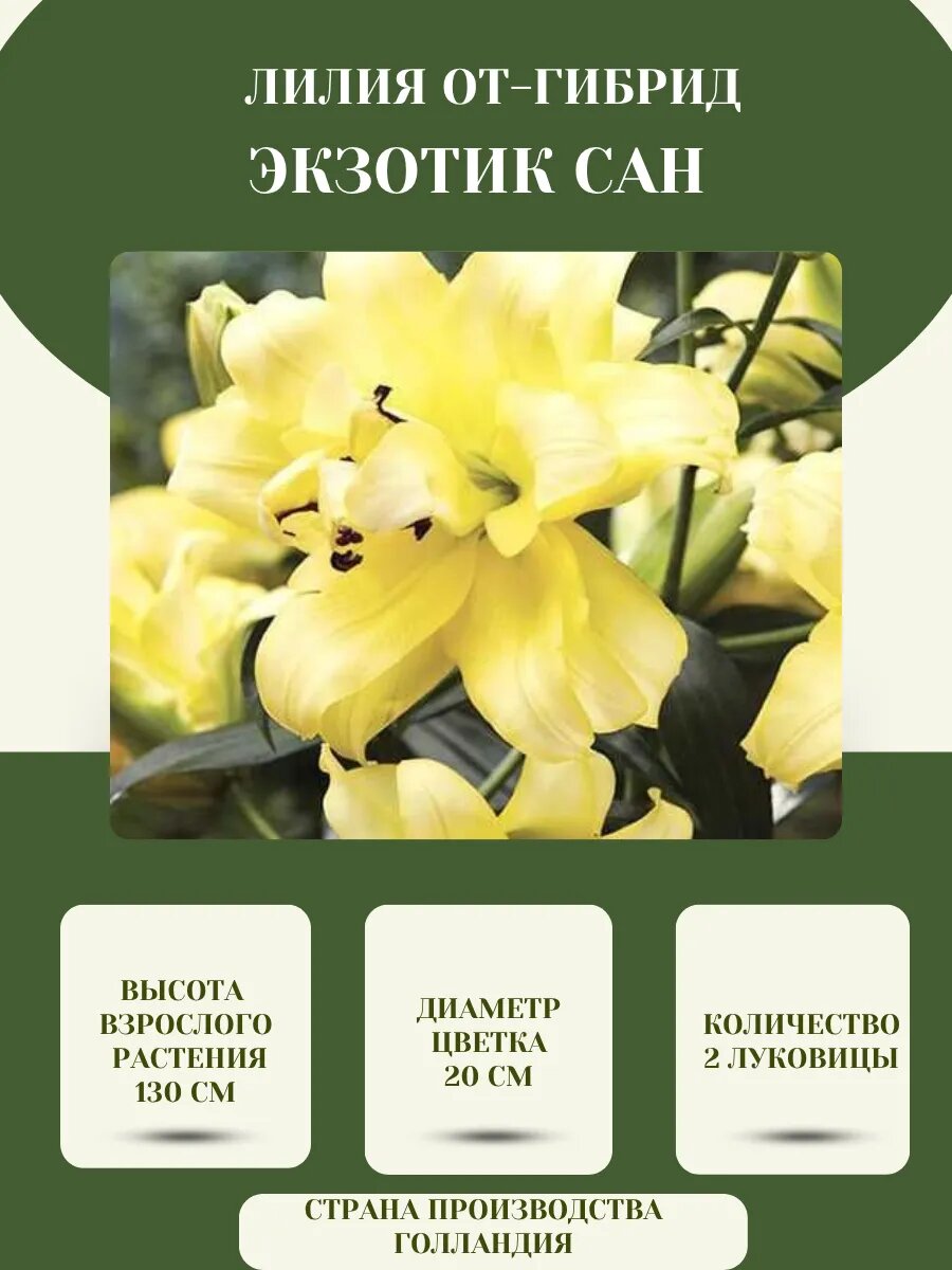 Лилии луковицы/ Луковичные растения